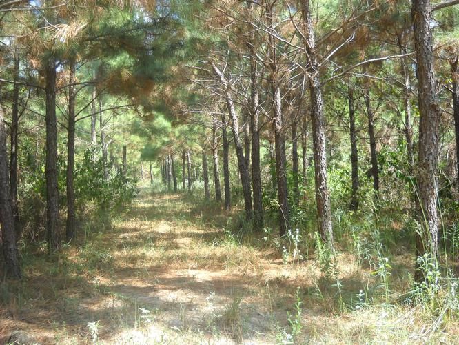 State Hwy 21, Weches, TX 75844 | LandWatch