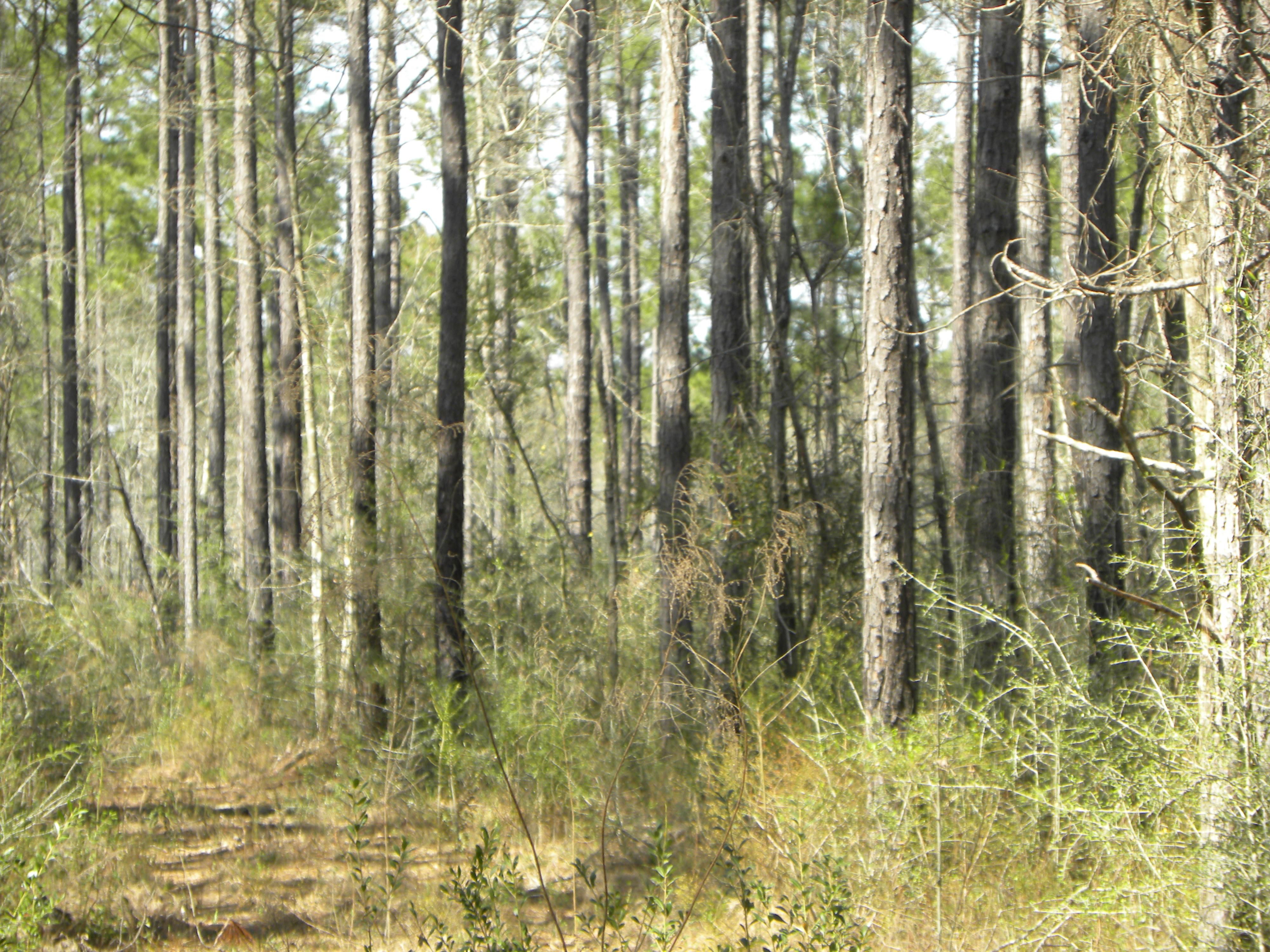 79 acres in Wing, AL, 36483 | LandWatch