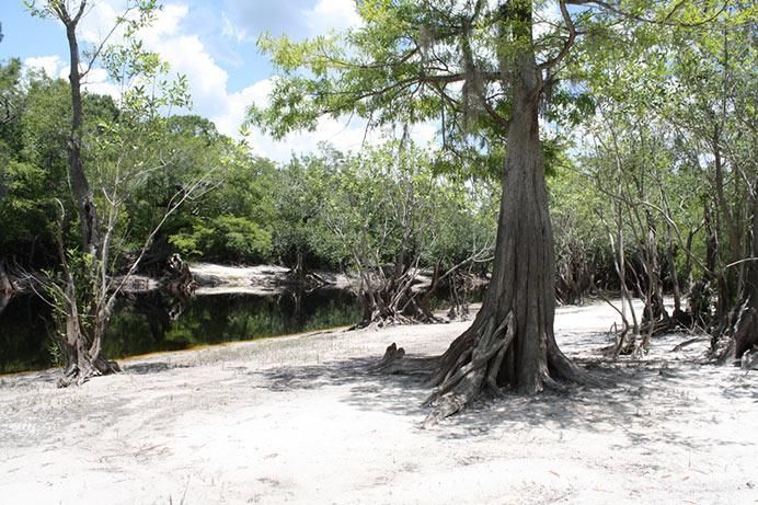 Fargo, Clinch County, GA Recreational Property, Timberland Property ...