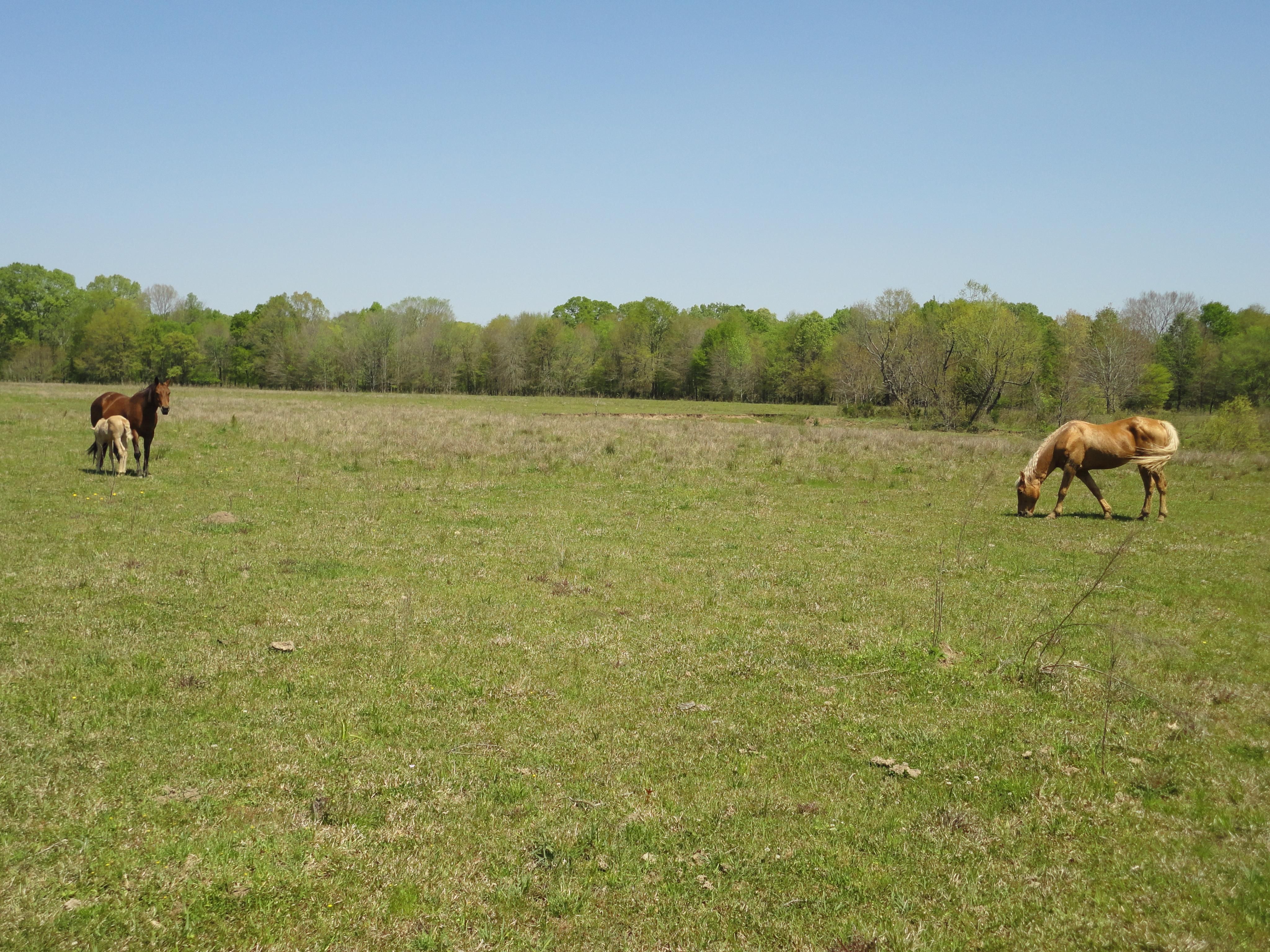State Hwy 35, Forest, MS 39074 | LandWatch