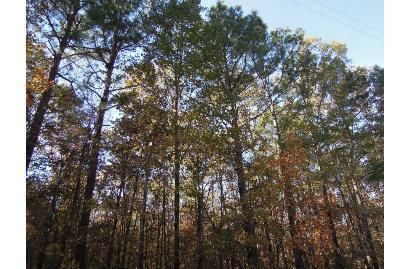 Casscoe, Arkansas County, AR Farms and Ranches for sale Property ID ...