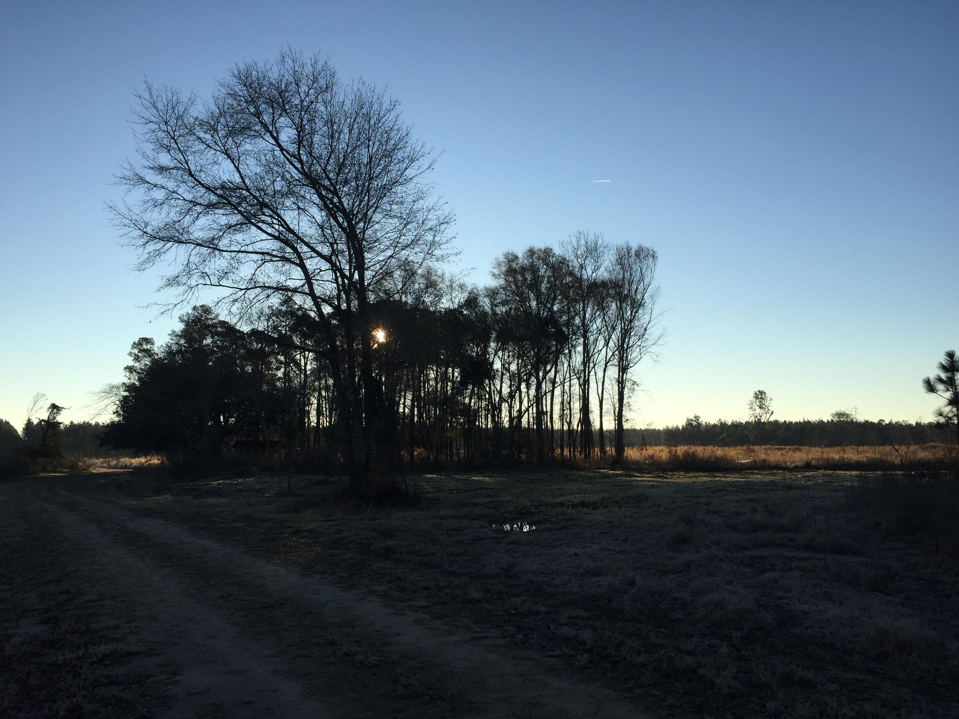 137 acres in Jacksonboro, SC, 29474 | LandWatch