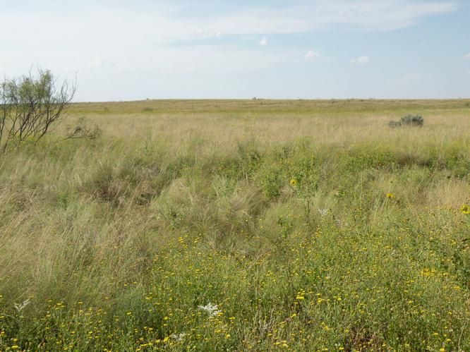 320 acres in Welch, TX, | LandWatch