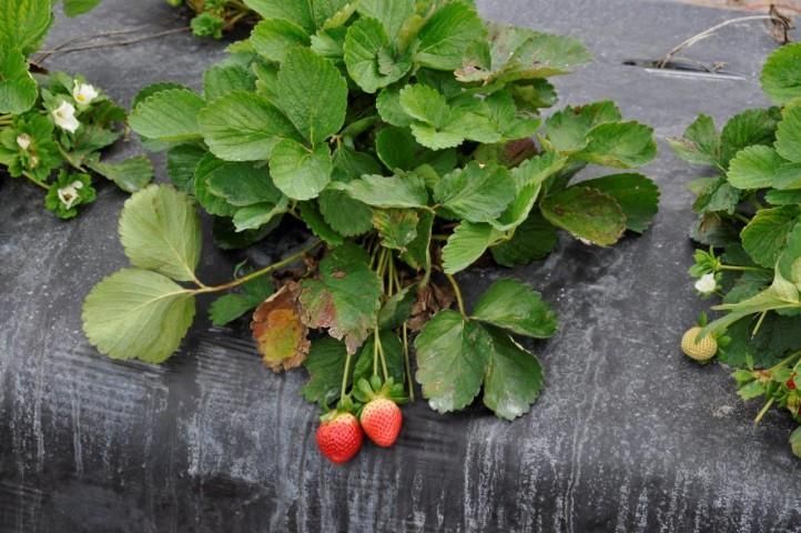 Lake Buffum Road West, Fort Meade, FL 33841 | LandWatch