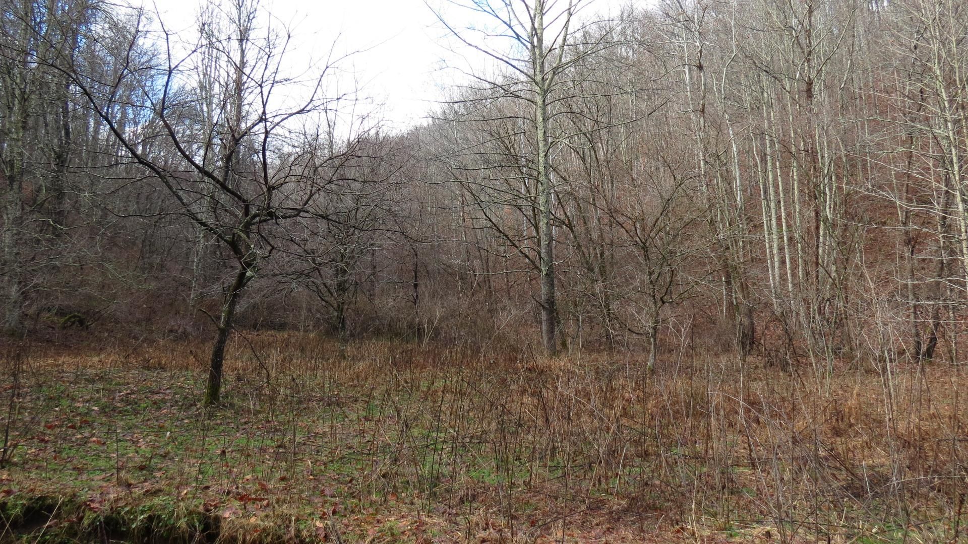 Lower Big Run, Orma, WV 25268 | LandWatch