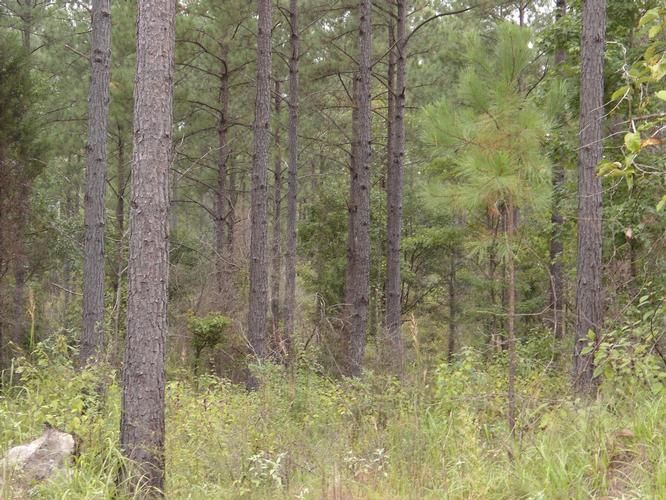 360 acres in Ward, AL, 36922 | LandWatch