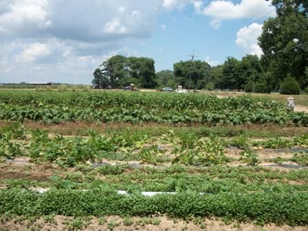 37 acres in Ferriday, LA, | LandWatch