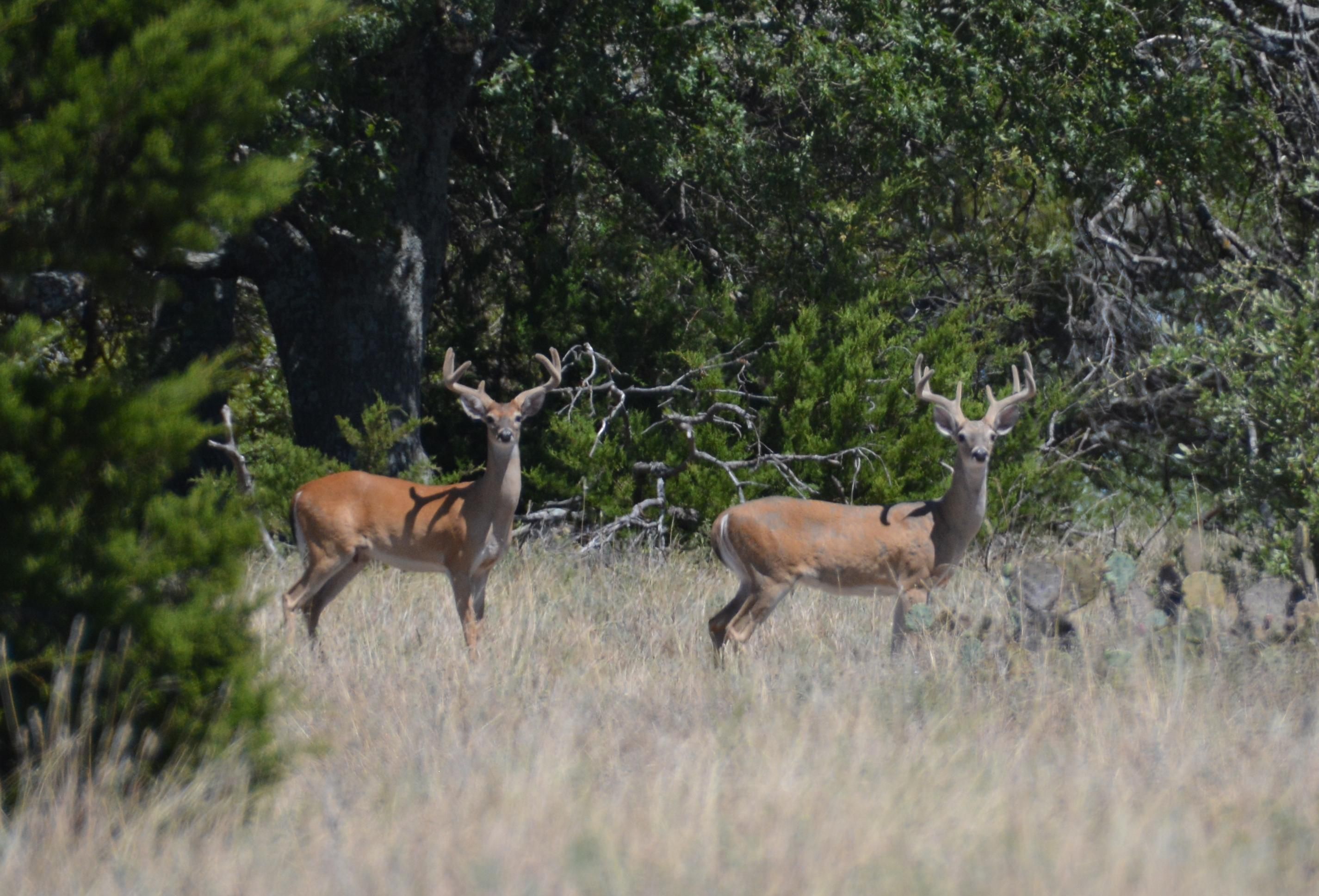 438 FM 218, Priddy, TX 76870 | LandWatch