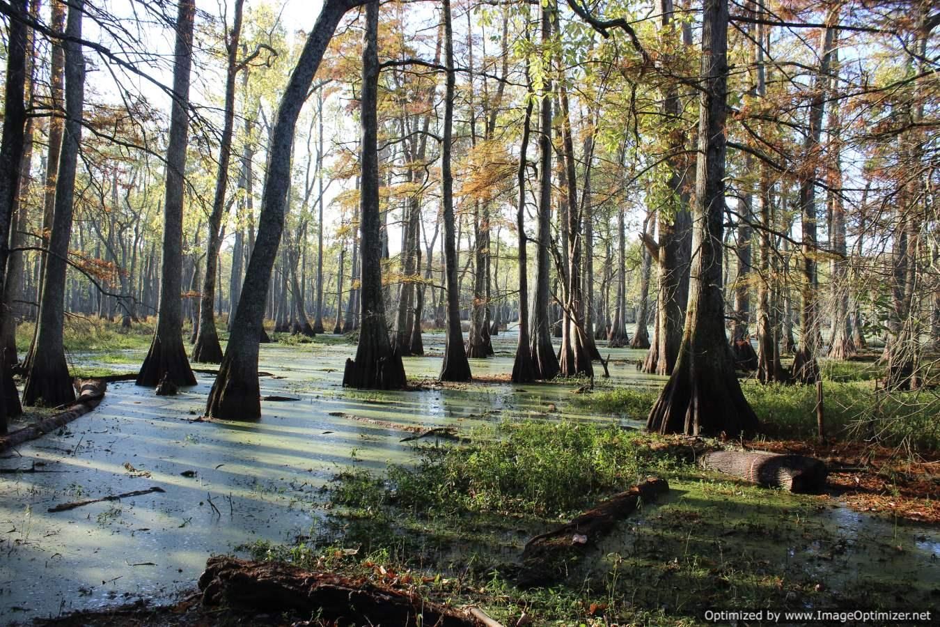 11155 Hal Pleasant Road, Minter City, MS 38944 | MLS: 292459 | LandWatch