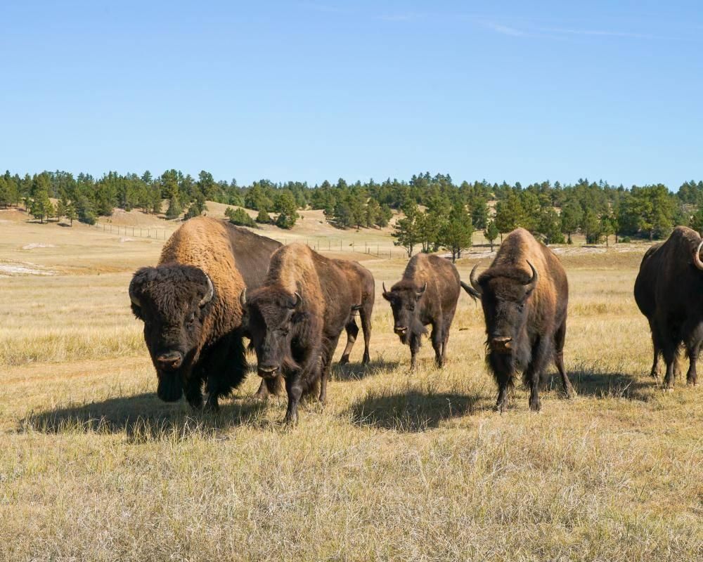 739 acres in Pringle, SD, 57773 | LandWatch