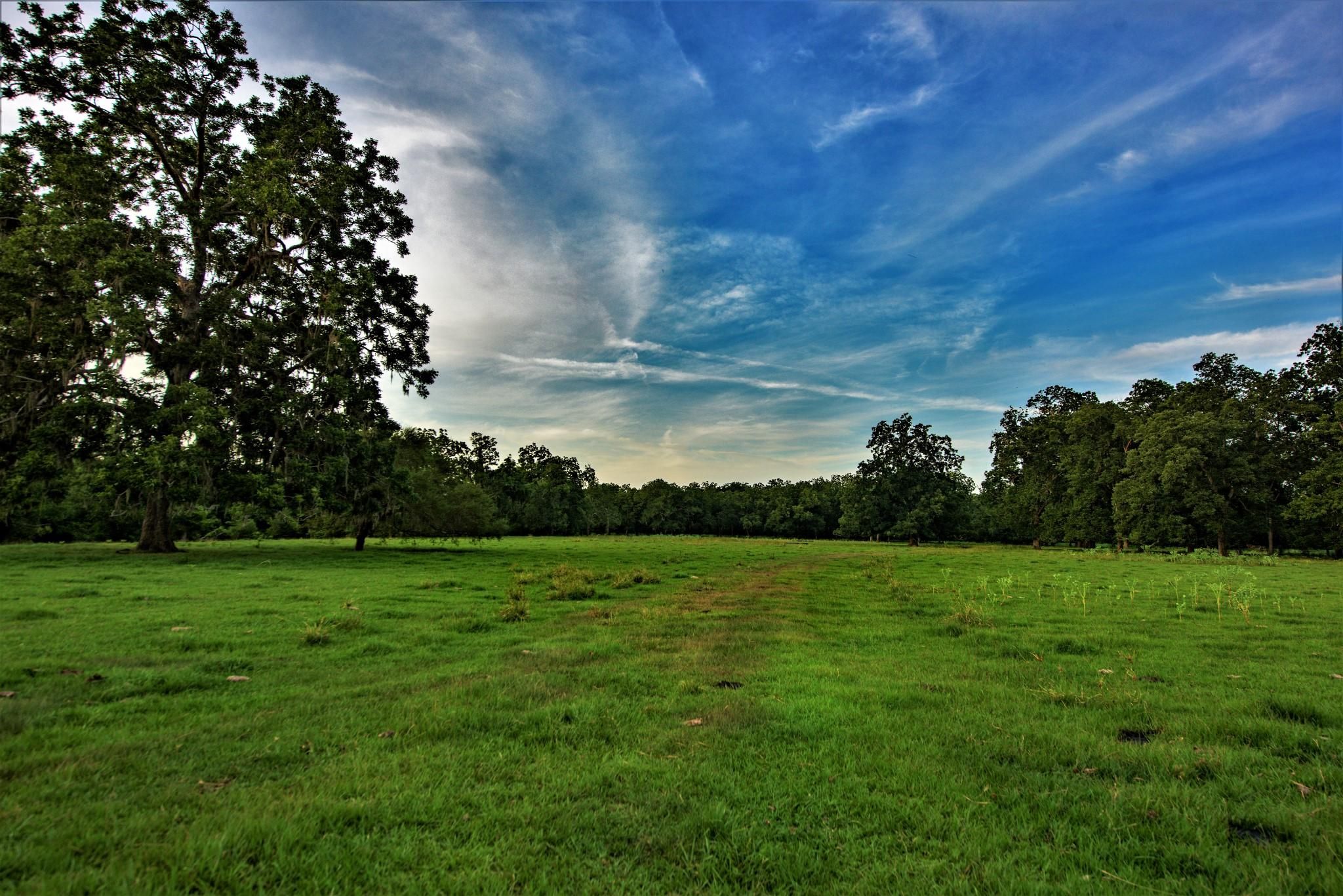 000 CR 740, Danciger, TX 77480 | MLS: 25802364 | LandWatch