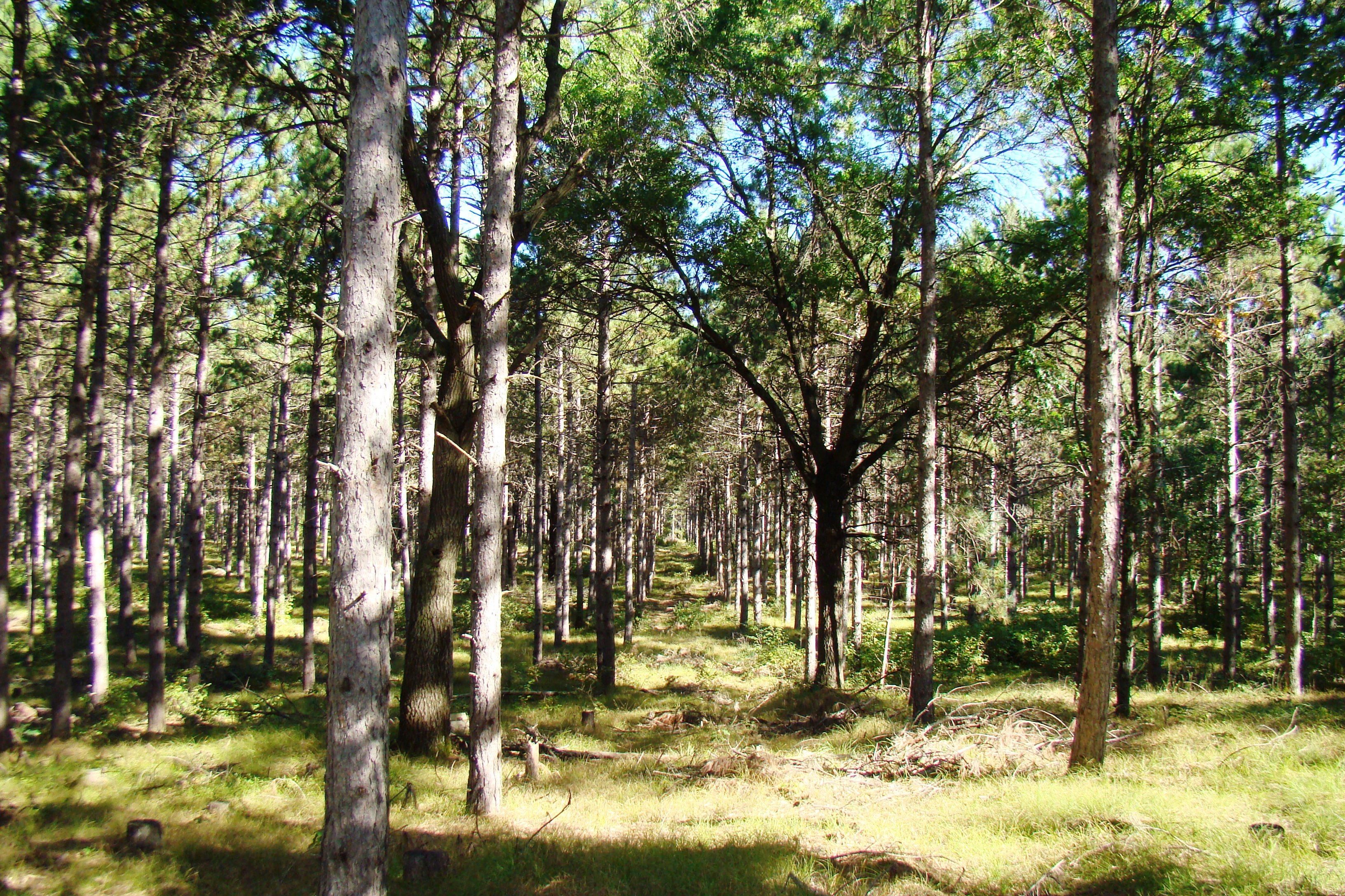County Road D, Rome, WI 54457 | MLS: CP-01 | LandWatch
