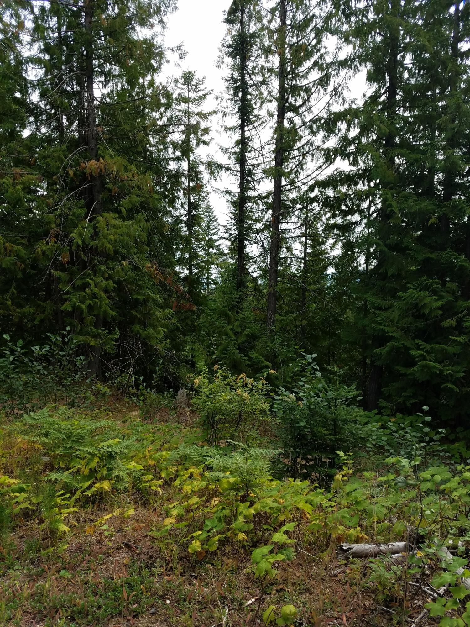 Emida, Benewah County, ID Undeveloped Land, Homesites for sale Property ...