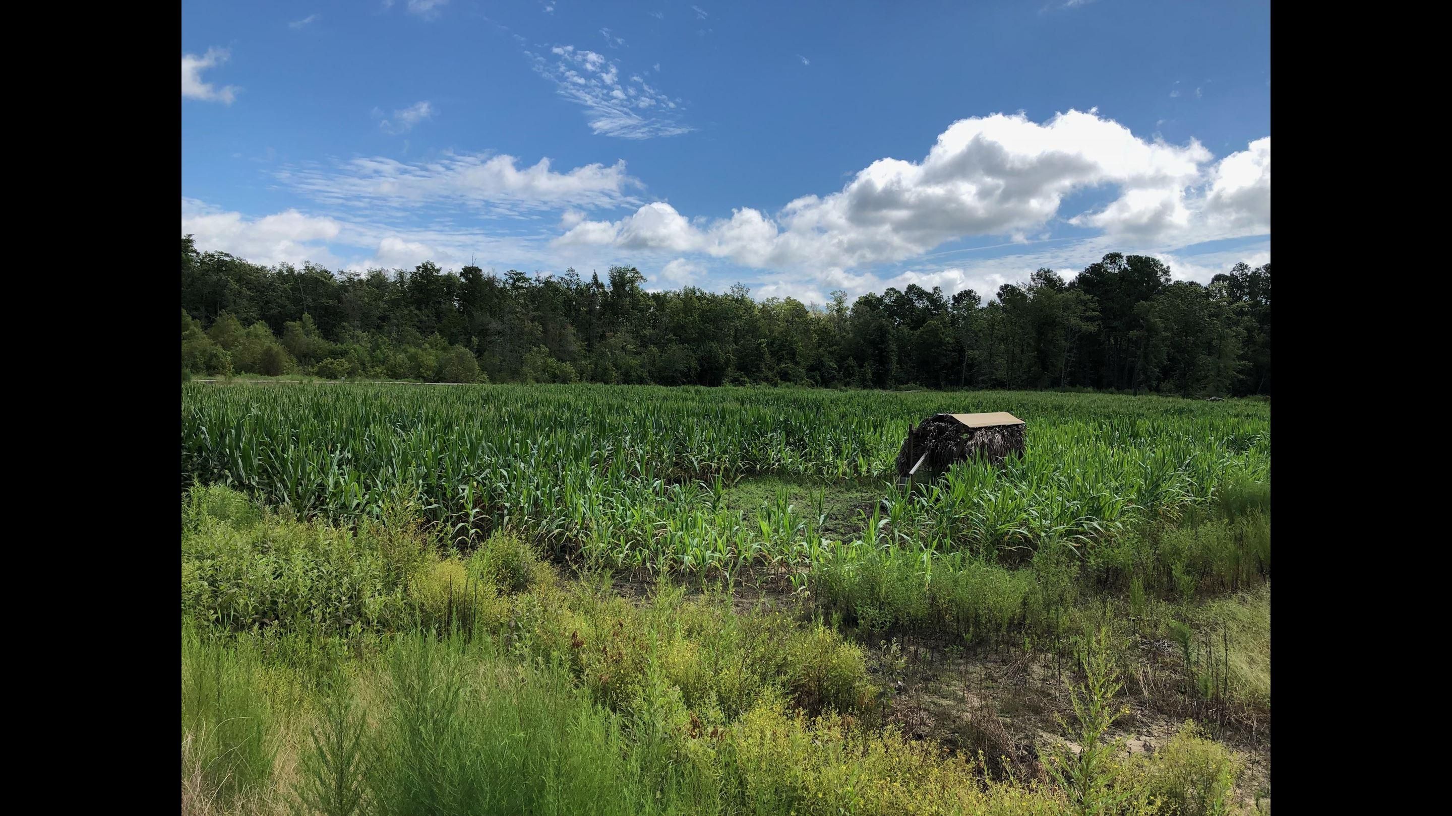 92 acres in New Zion, SC, 29111 | LandWatch