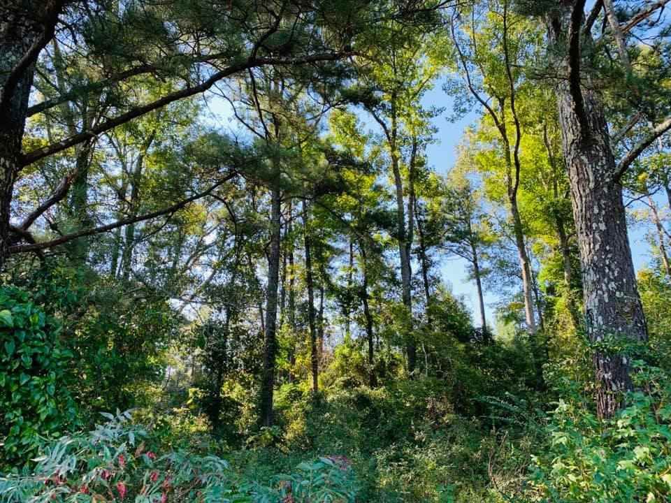 Polkville, Smith County, MS Undeveloped Land for sale Property ID ...