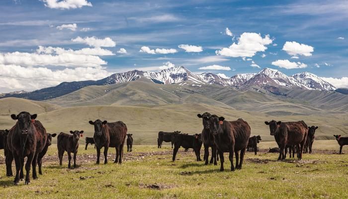 4000 Lima Dam Road, Lima, MT 59739 | LandWatch