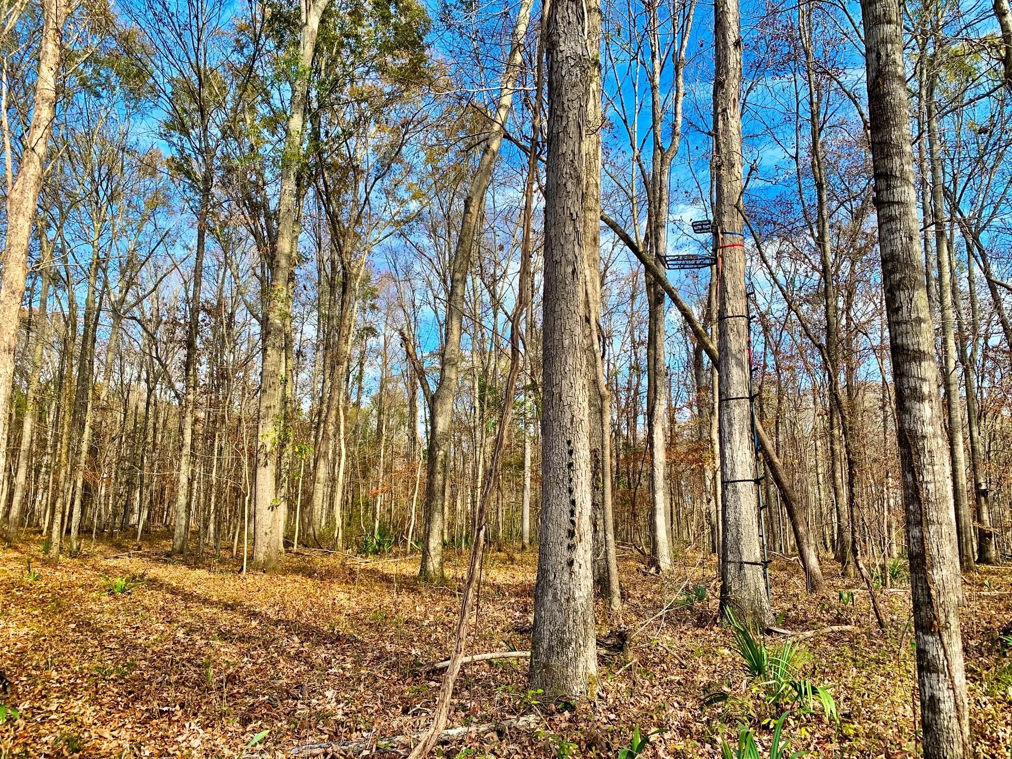 Mathews, Montgomery County, AL Recreational Property, Timberland ...