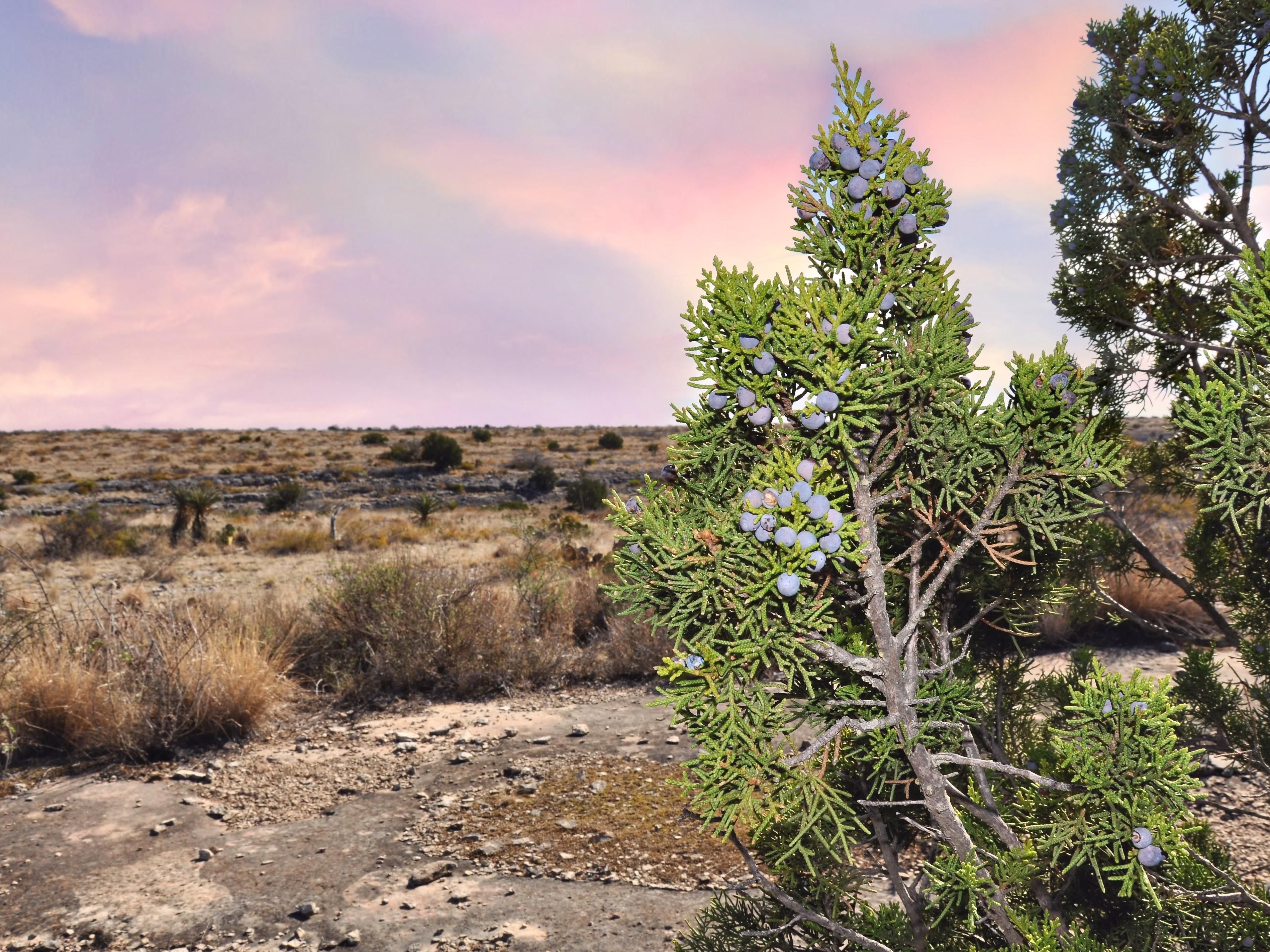 2,694.89 acres in Pandale, TX, 76943 | LandWatch