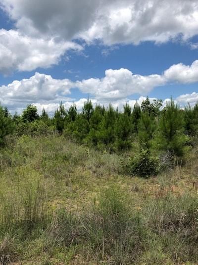 189.39 acres in Dry Prong, LA, 71423 | LandWatch