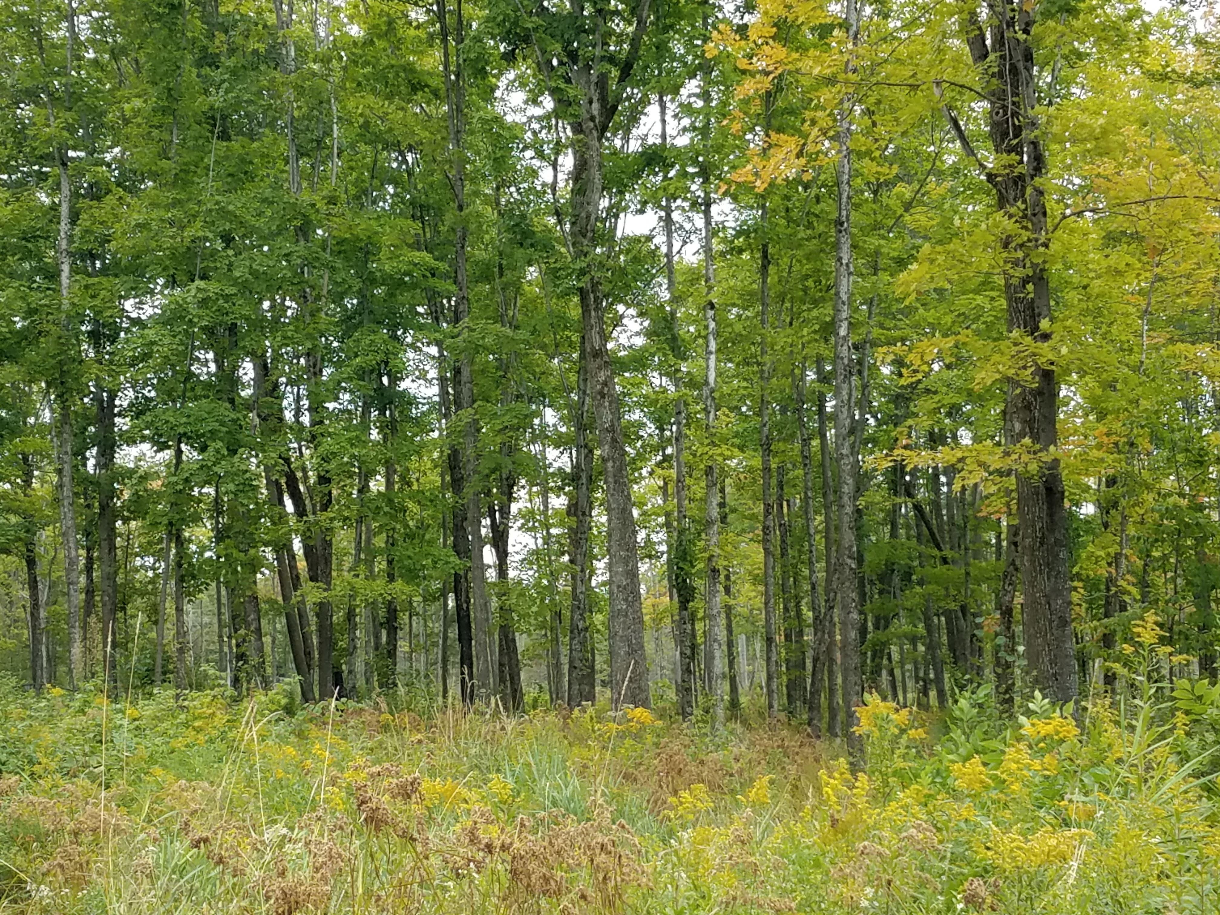 Brantwood, Price County, WI Recreational Property, Hunting Property for ...