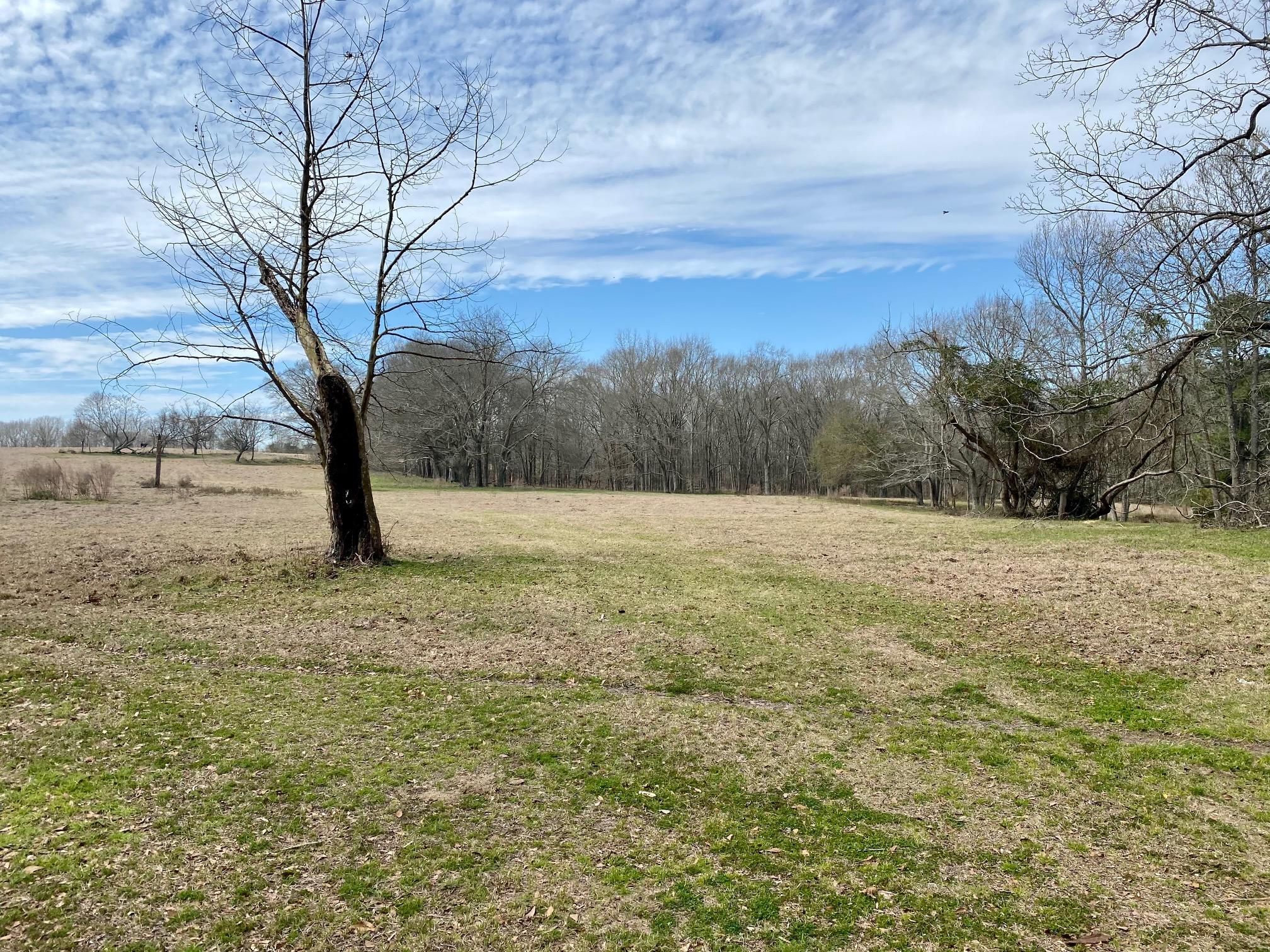 Daniel Branch Road, Highland Home, AL 36041 | MLS: 01024-21009 | LandWatch