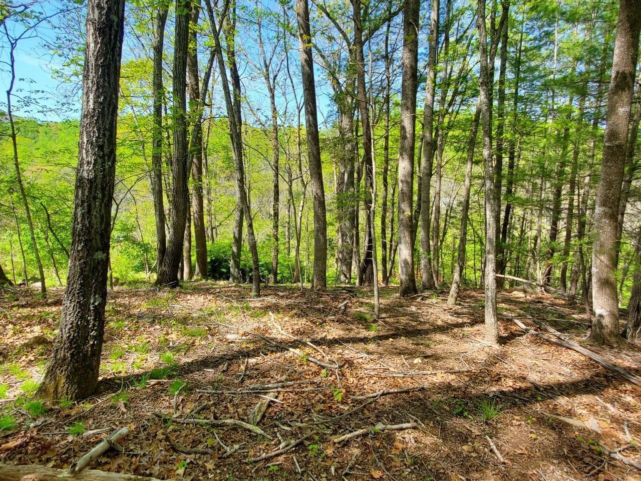 Willow Spring Road, Cave Spring, VA 24018 | MLS: 879368 | LandWatch
