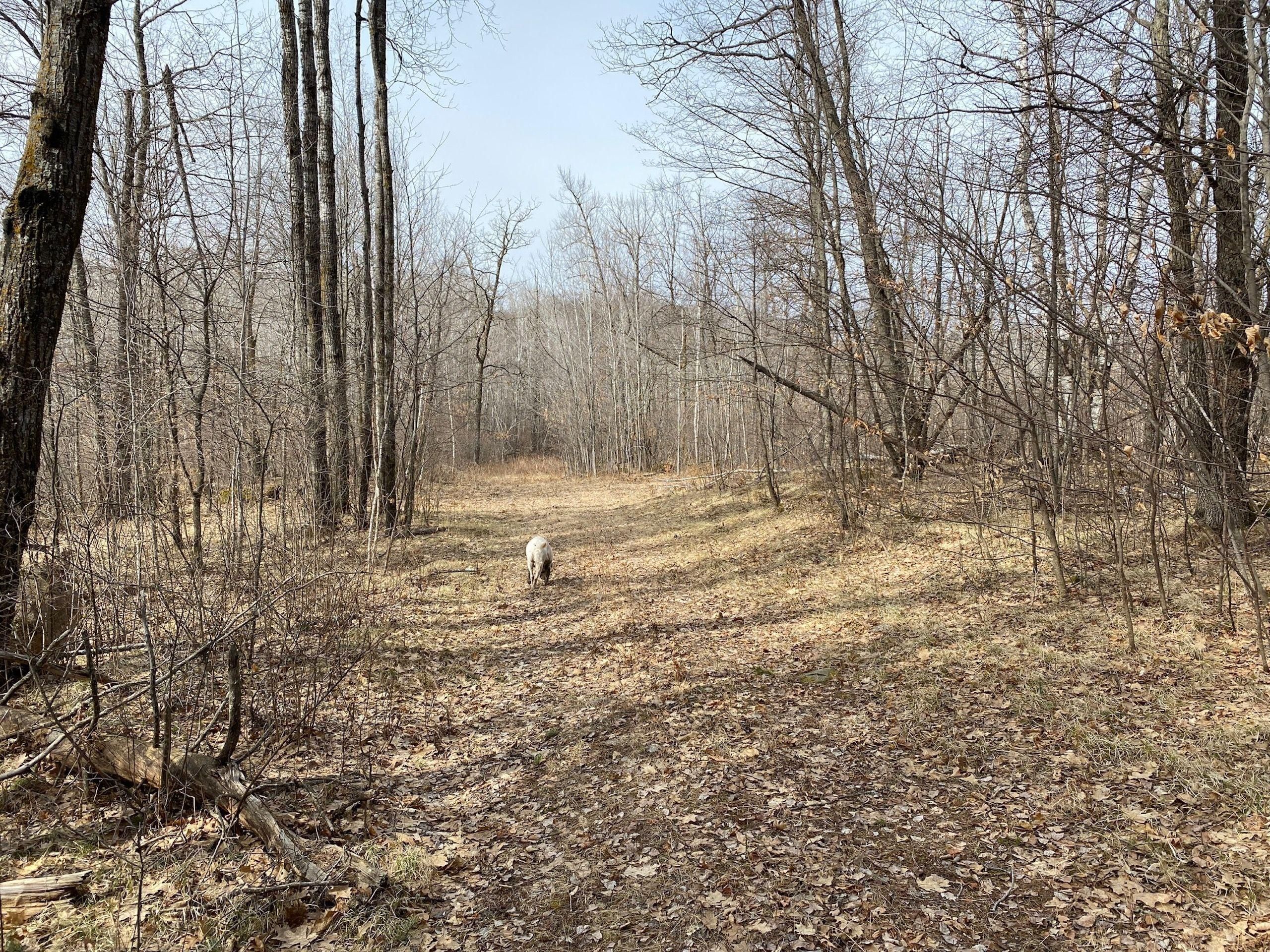 Rat Lake Trail, Lot#WP001, Ponsford, MN 56575 | LandWatch