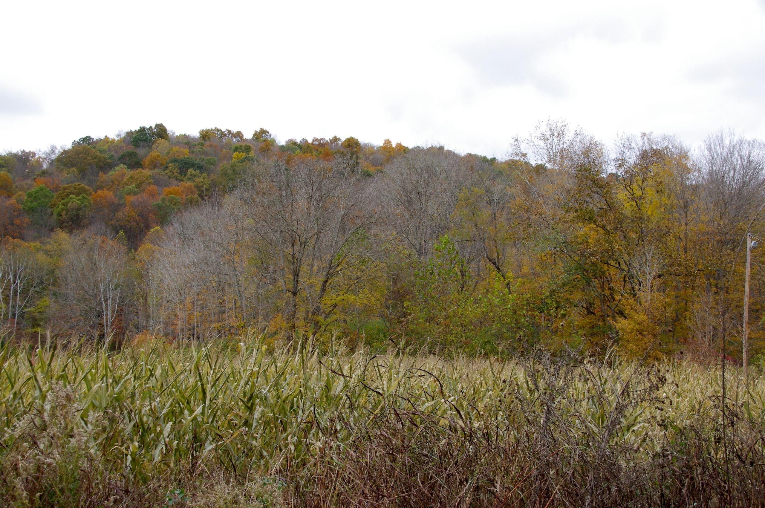 10487 State Route 772, WPLot#001, Rarden, OH 45671 | LandWatch