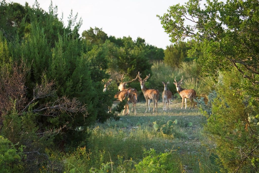 Rocksprings, Val Verde County, TX Farms and Ranches, Undeveloped Land ...