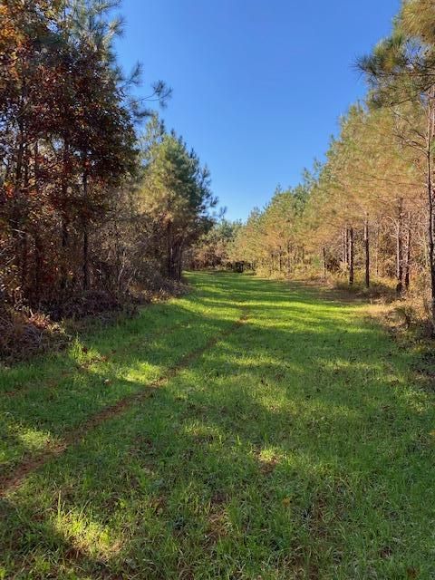 Mantee, Webster County, MS Timberland Property, Hunting Property for ...