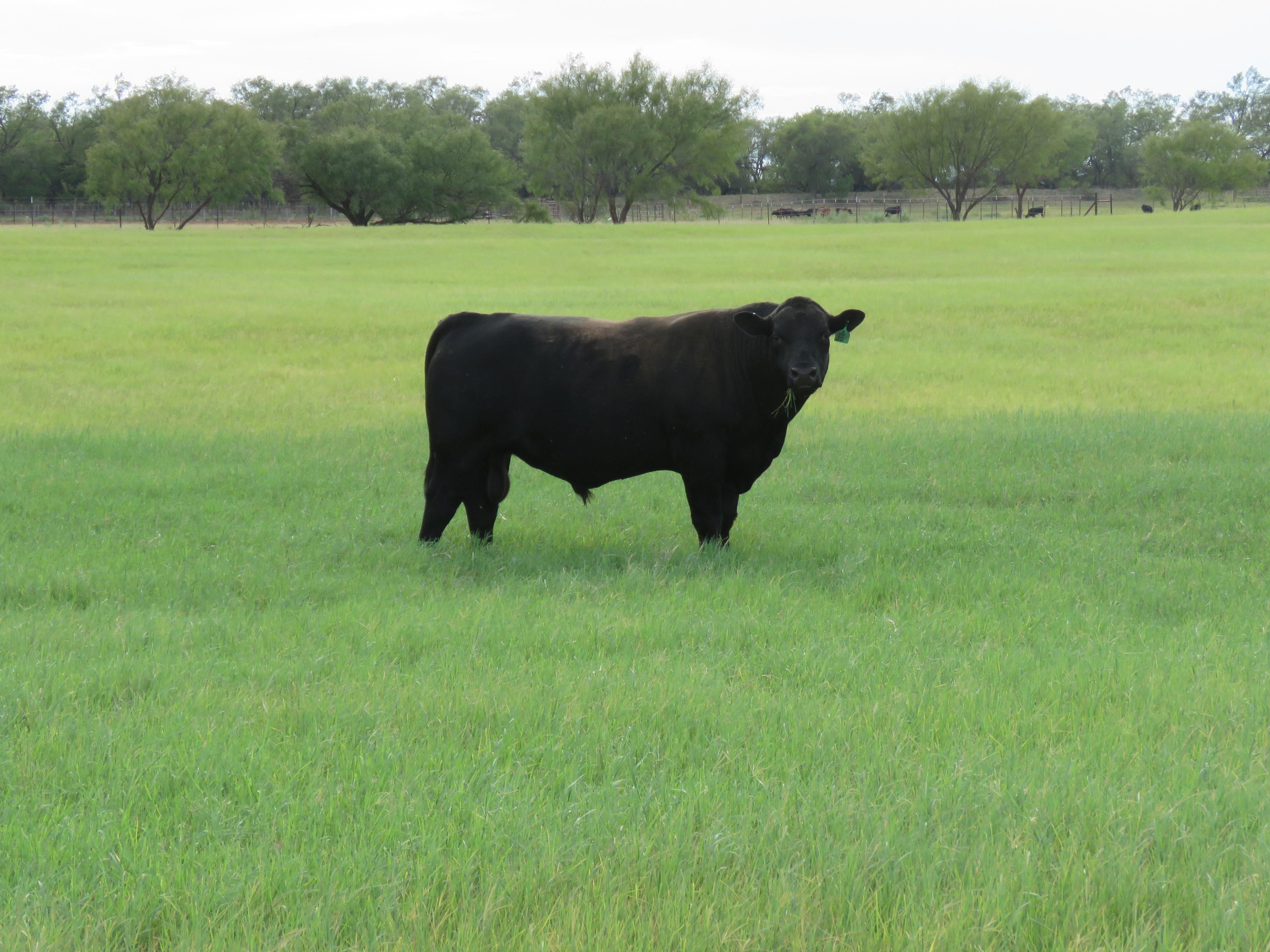 Knox City, Knox County, TX Farms and Ranches, Recreational Property ...