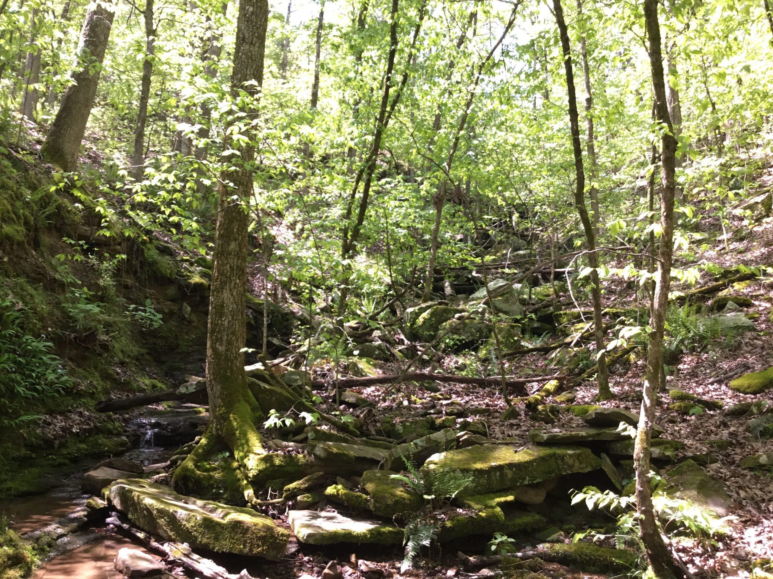 164 acres in Denmark, AR, 72020 | LandWatch