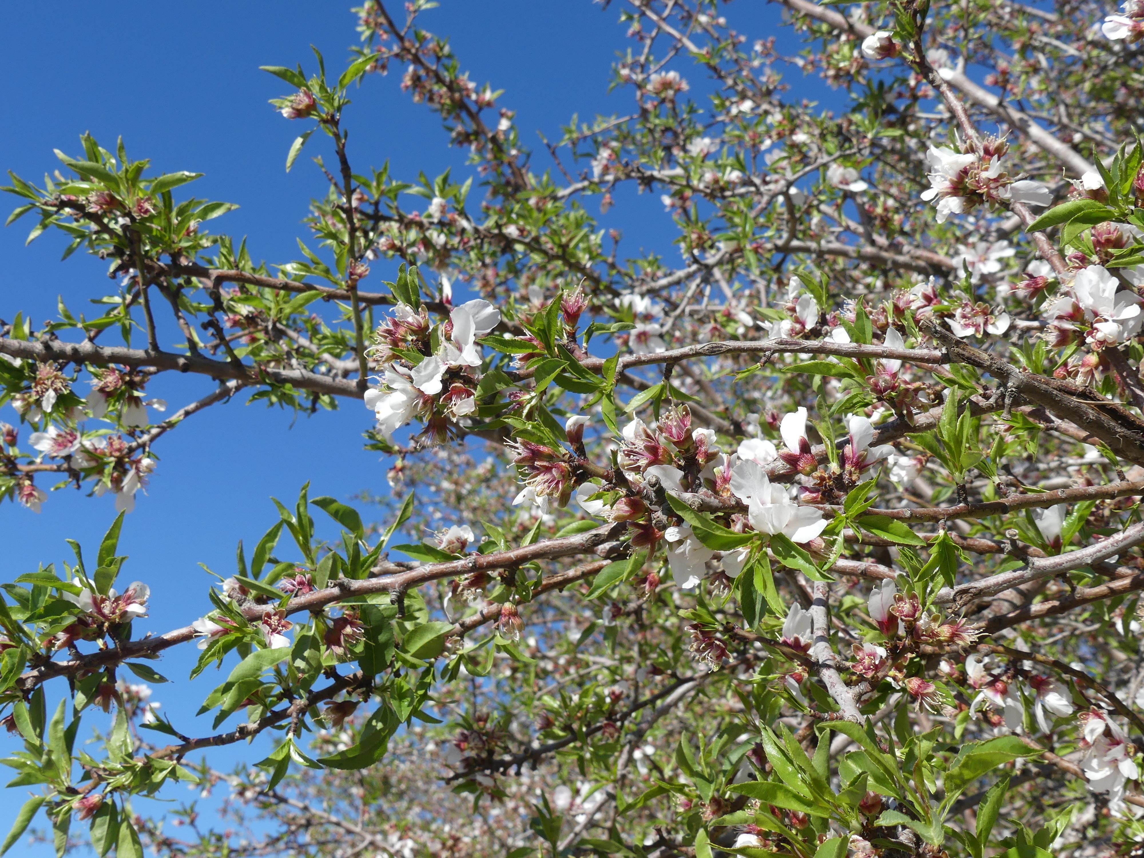 West of I-5 & Panoche Road, Chaney Ranch, CA 93640 | LandWatch