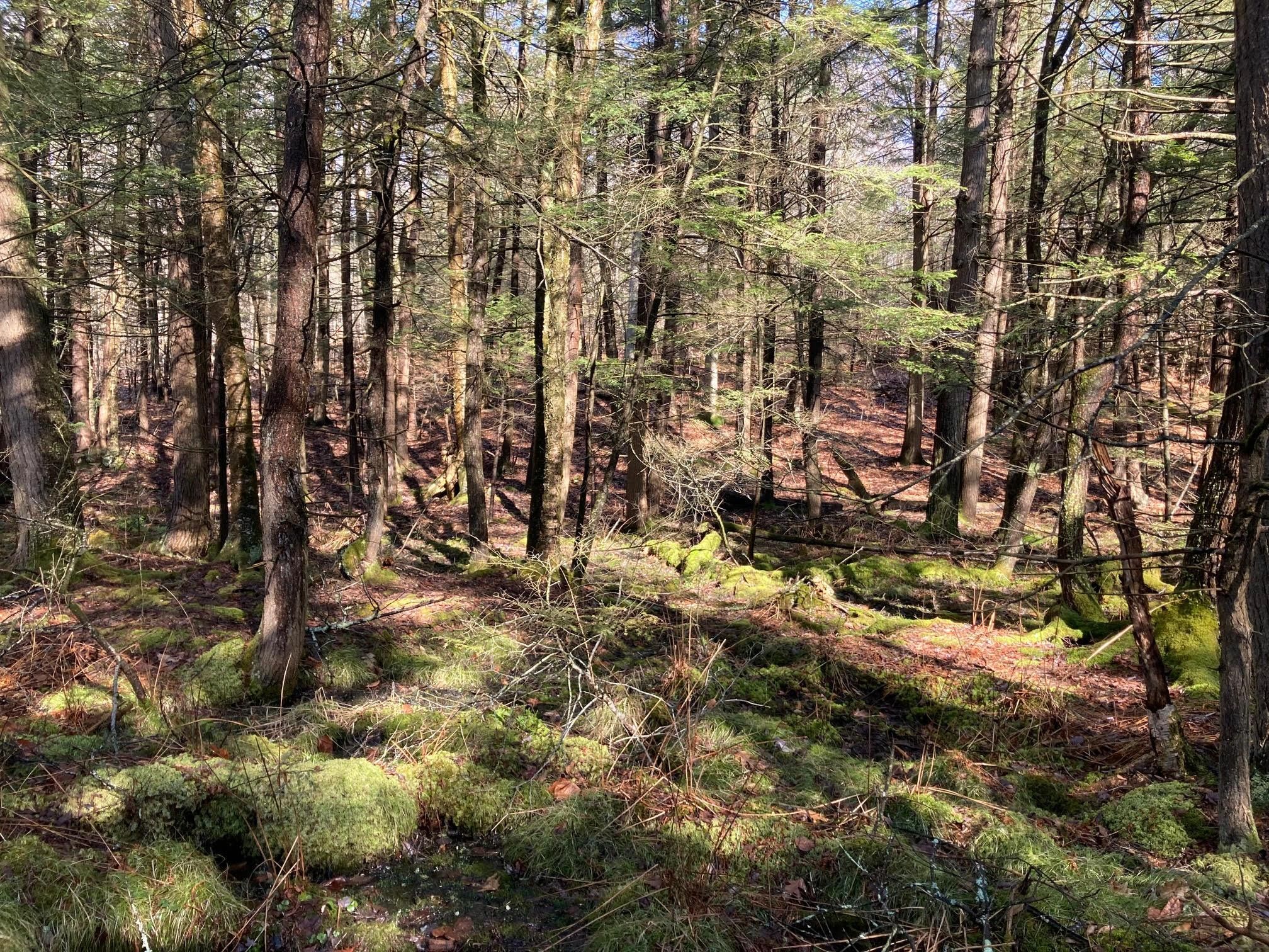 Lawrence Road, Newark Valley, NY 13811 | LandWatch