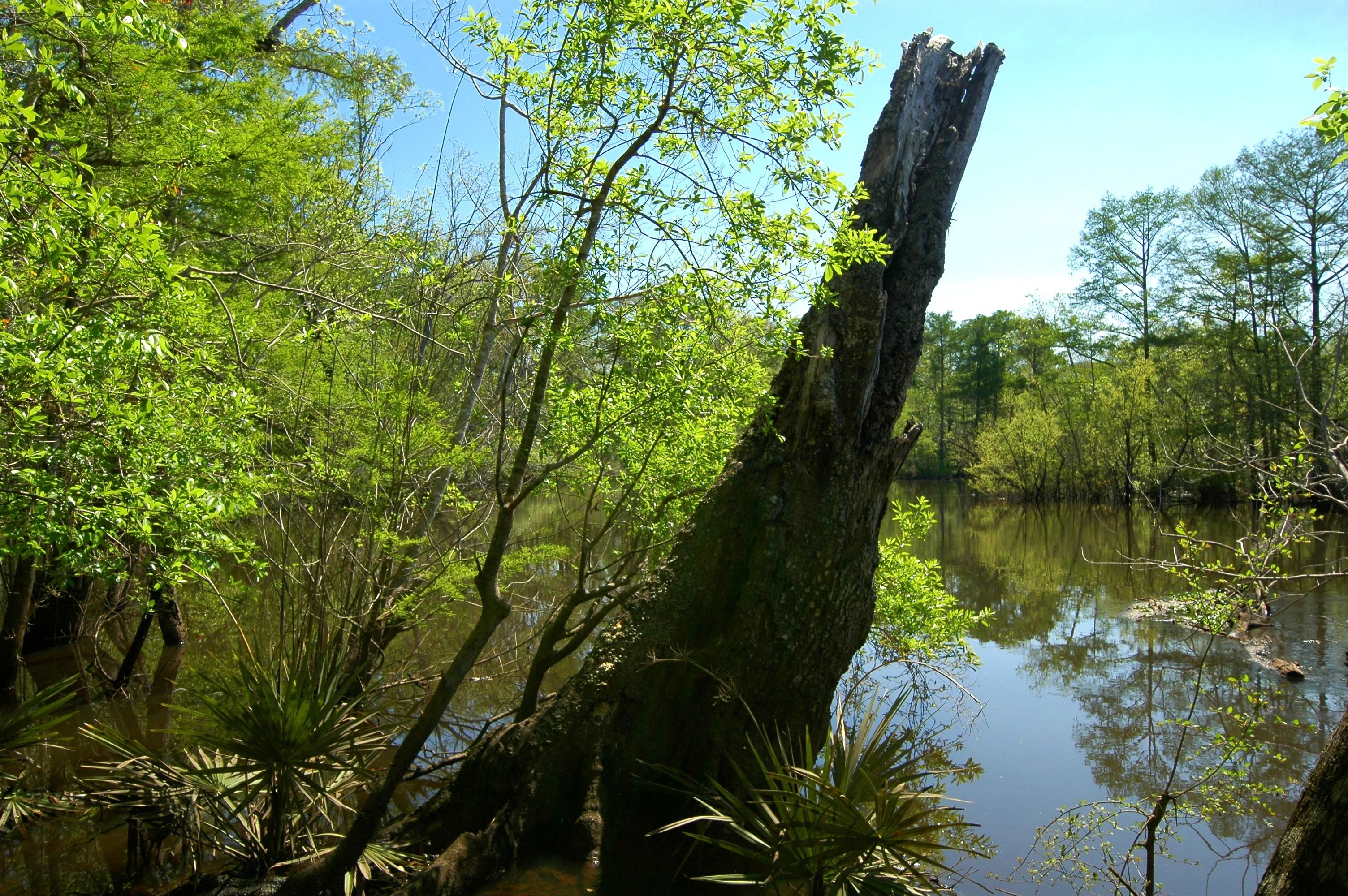Kinard, Calhoun County, FL Recreational Property, Undeveloped Land for ...