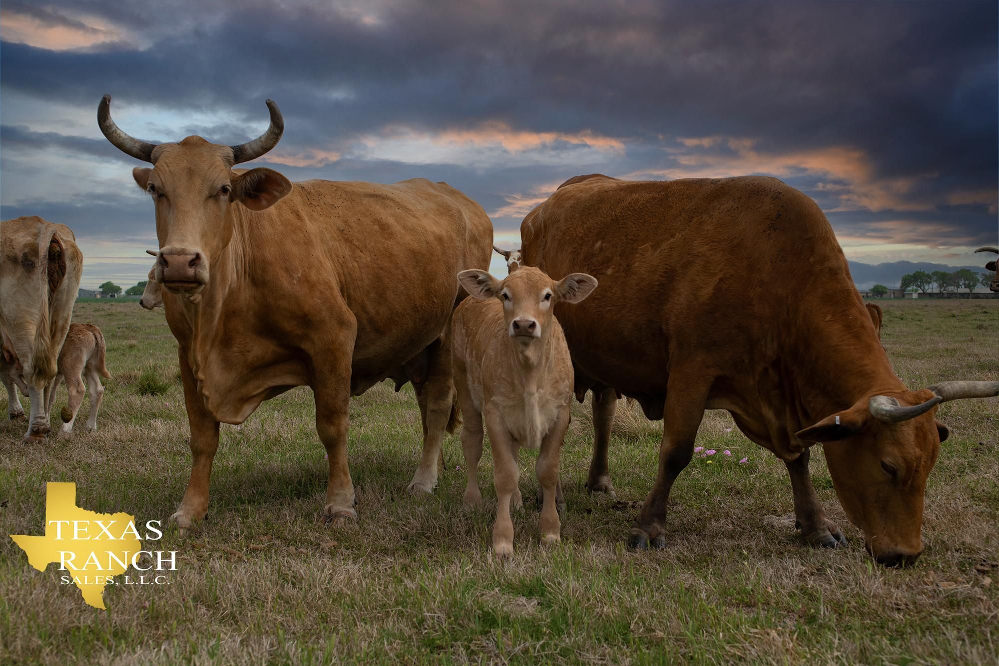 Port Lavaca, Calhoun County, TX Farms and Ranches, Recreational ...