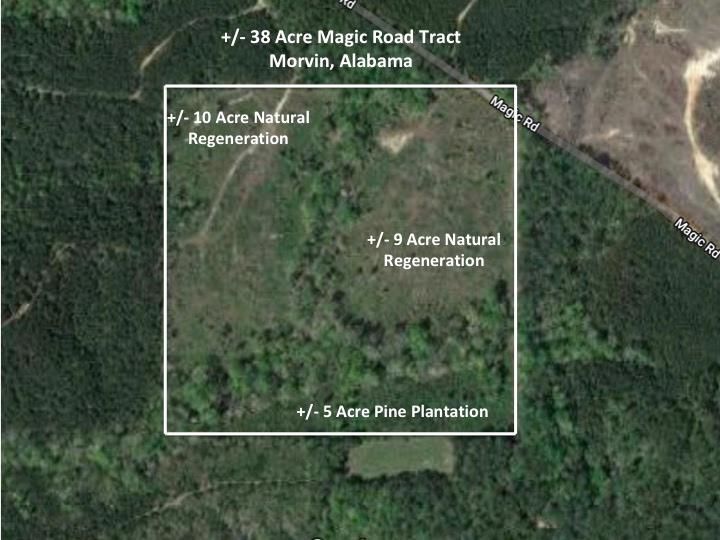 38 acres in Morvin, AL, 36784 | LandWatch