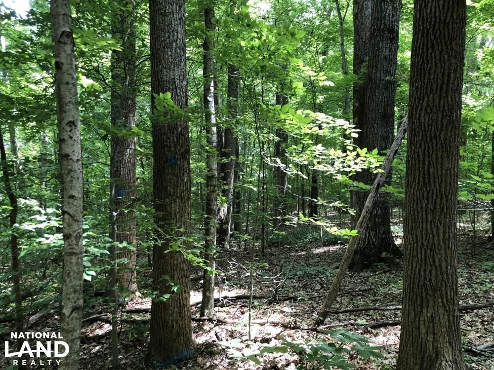 500 Reels Road Adolphus, Adolphus, KY 42120 | LandWatch