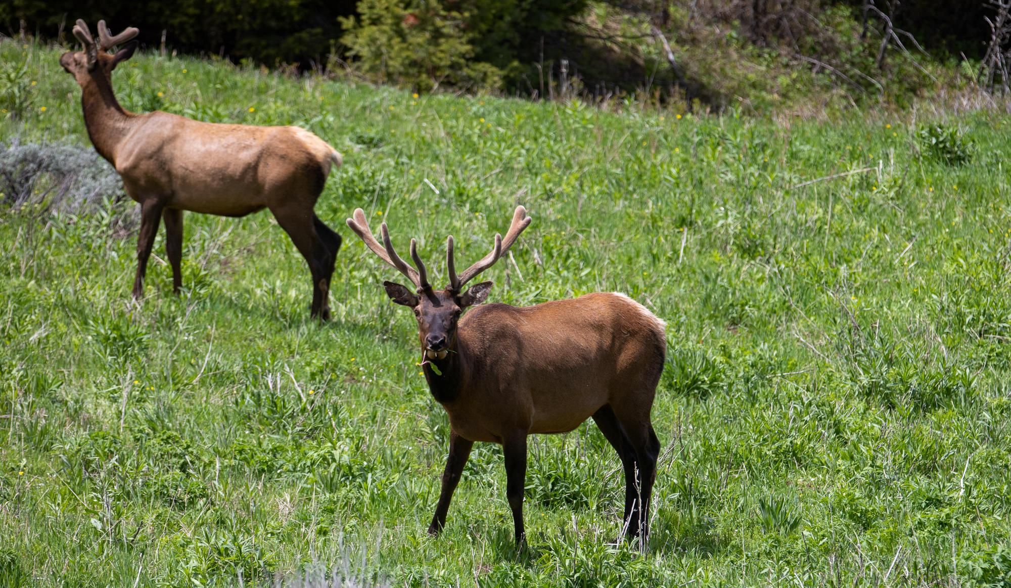 13,250 acres in Wilsall, MT, 59086 | LandWatch