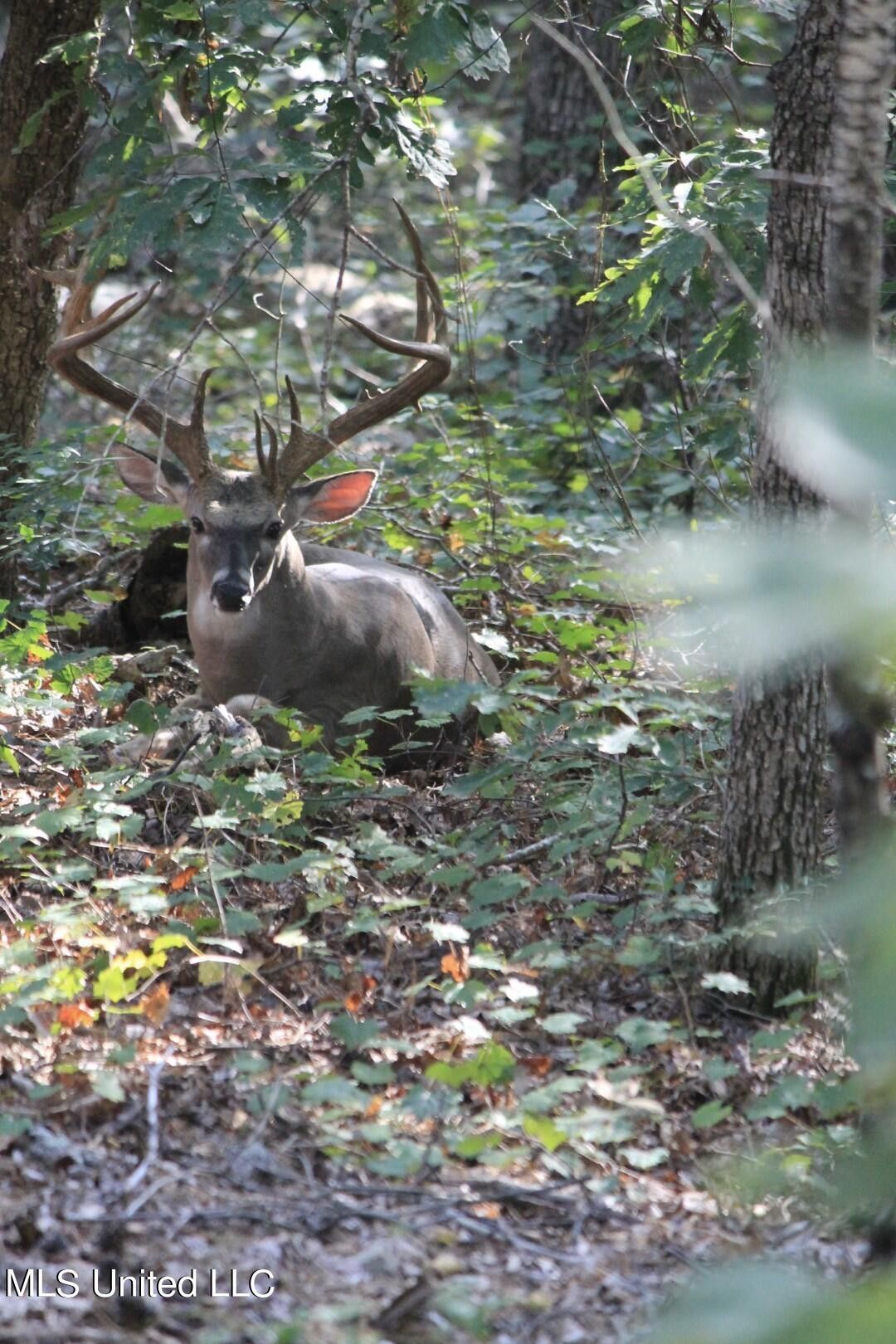 Tchula, Holmes County, MS Undeveloped Land, Lakefront Property ...