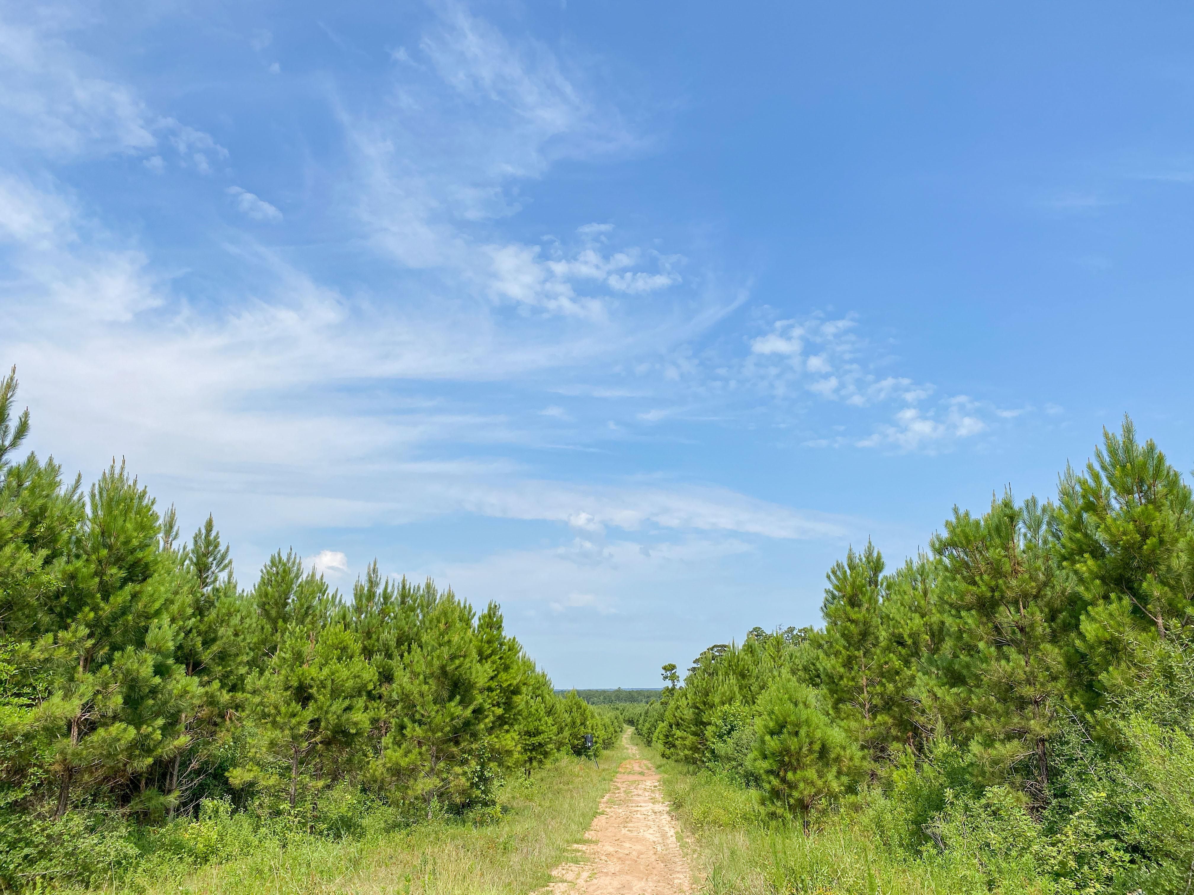 Red Hollow, Leggett, TX 75833 | LandWatch