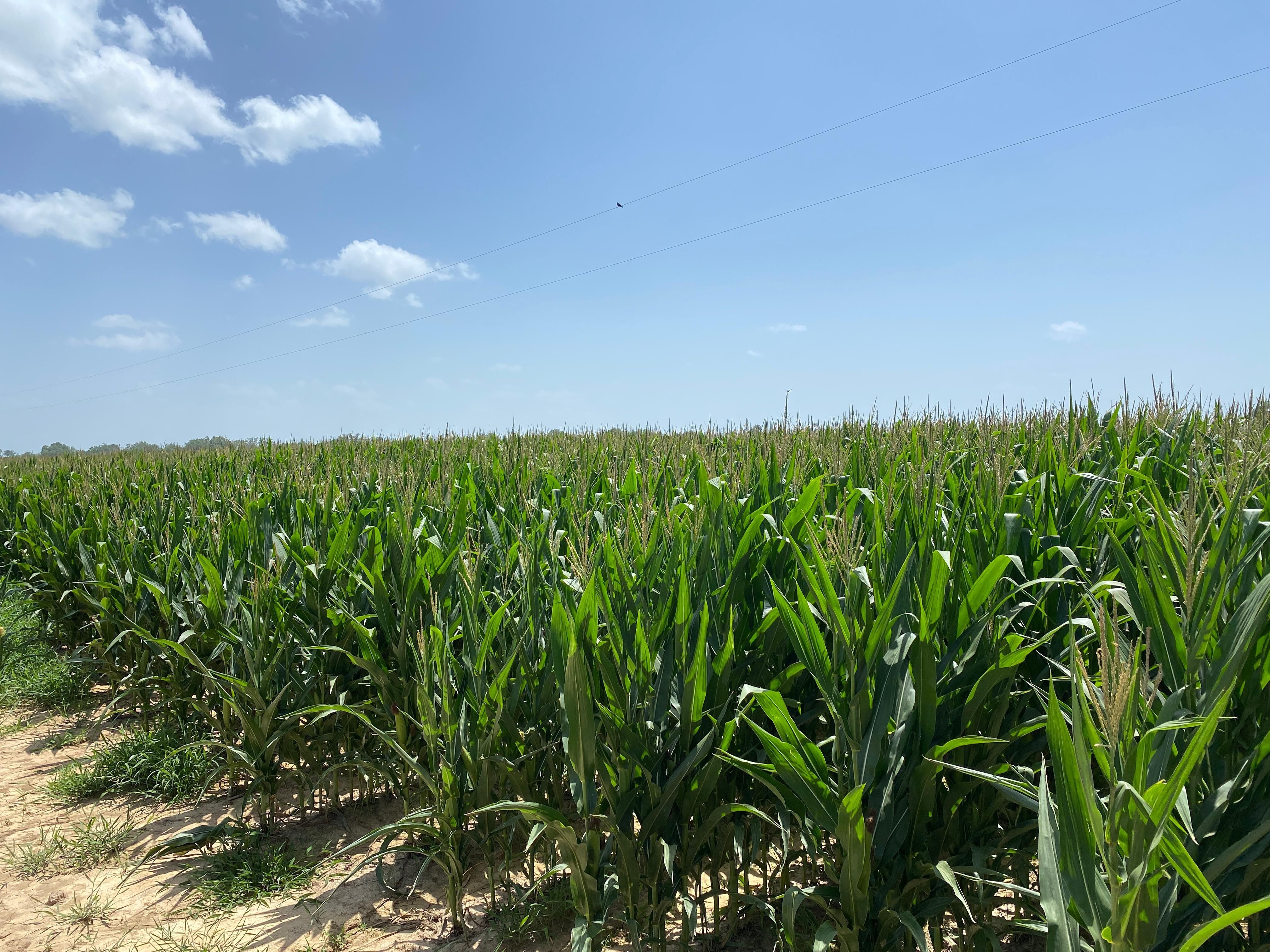 40 acres in Baskin, LA, 71219 | LandWatch