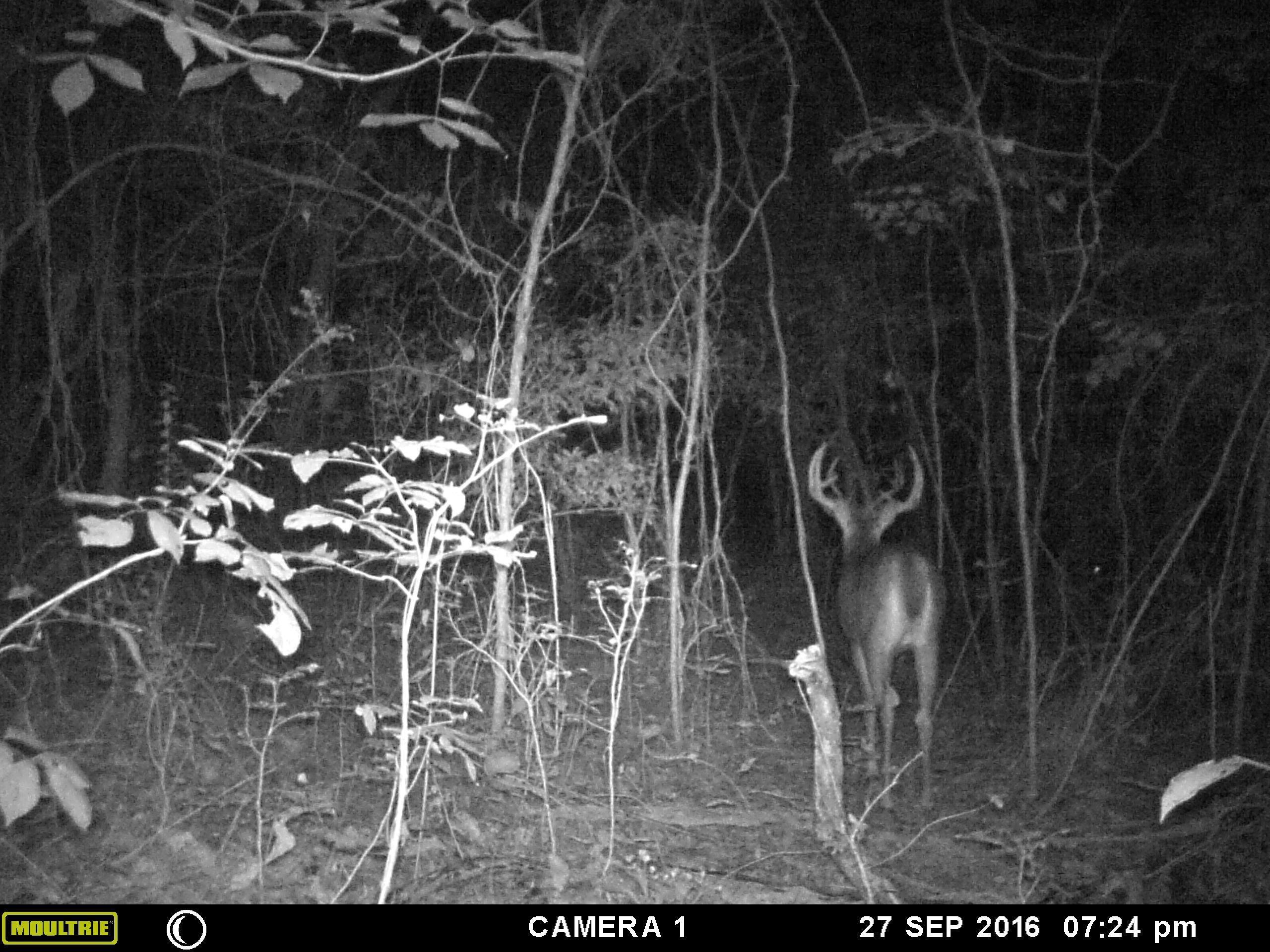 Symsonia, Graves County, KY Recreational Property, Hunting Property ...