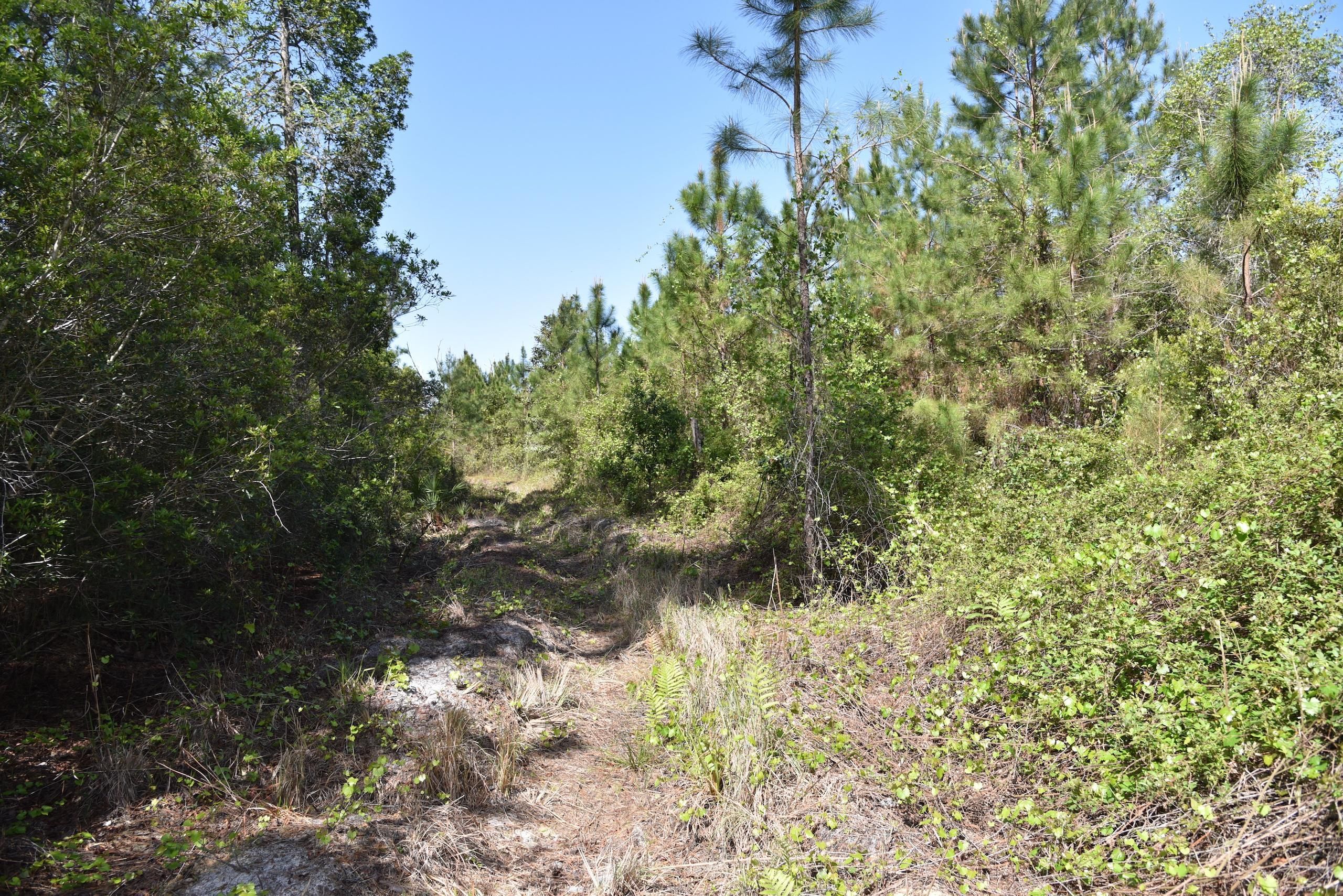 Citra, Marion County, FL Recreational Property, Timberland Property ...