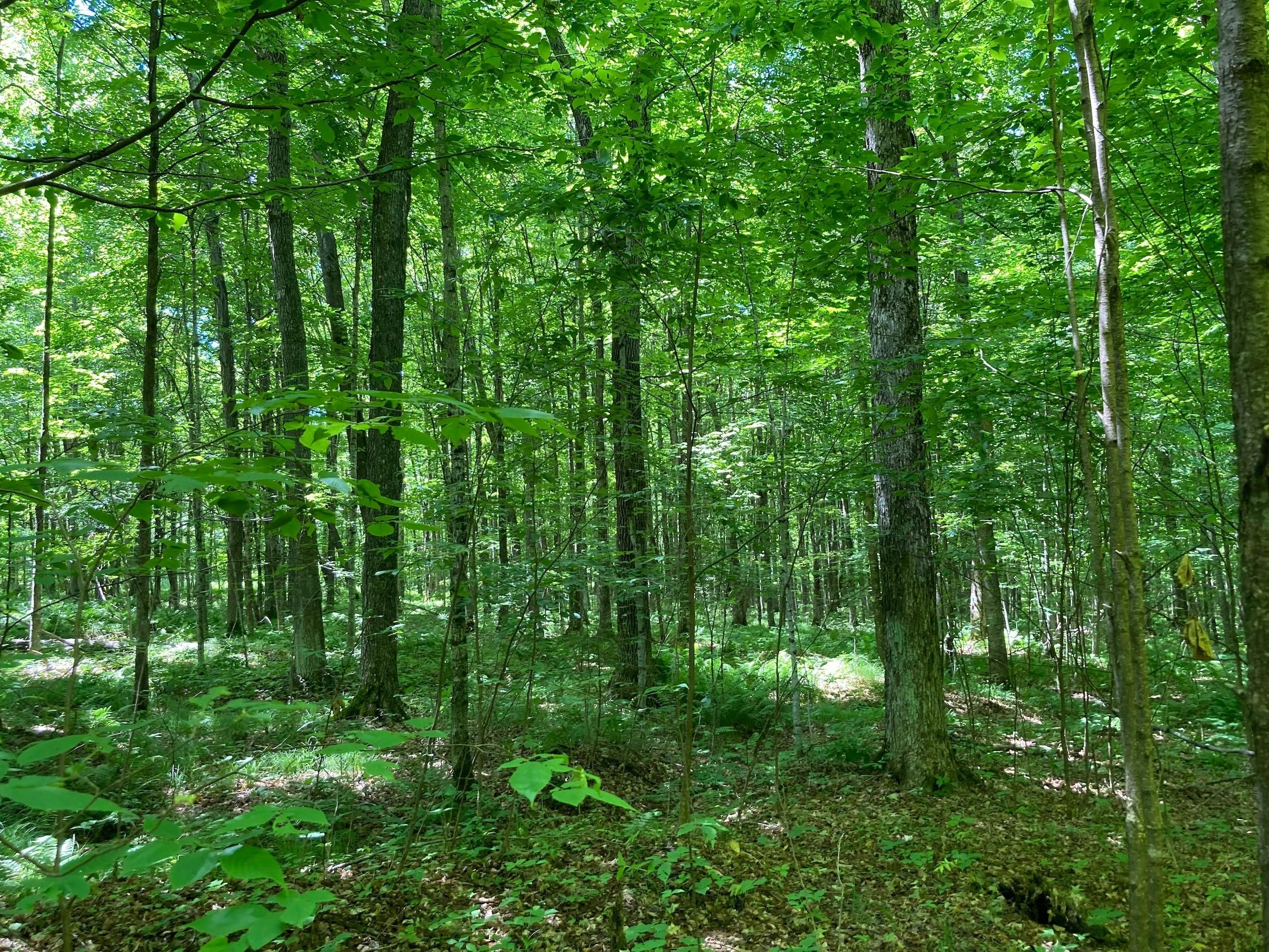 N6005 County Road H, Lot#WP001, Deerbrook, WI 54424 | LandWatch