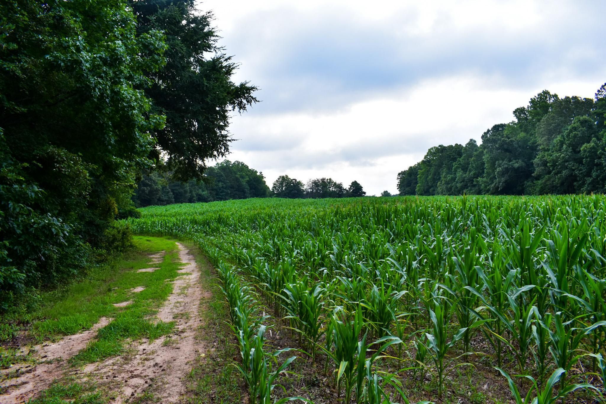 Gibsonville, Guilford County, NC Recreational Property, Timberland ...