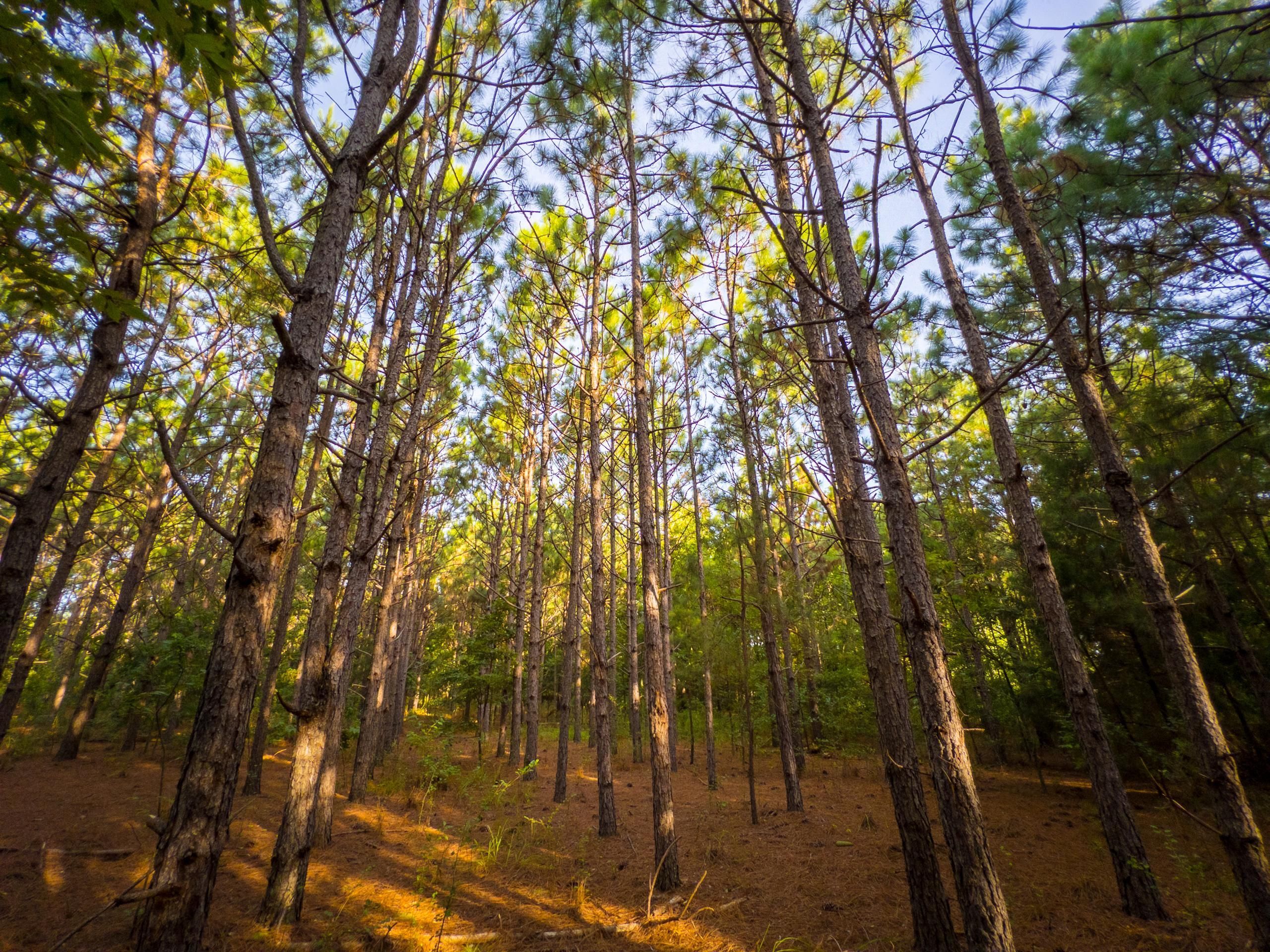 Highway 26, Lot#WP005, Elko, GA 31025 | LandWatch