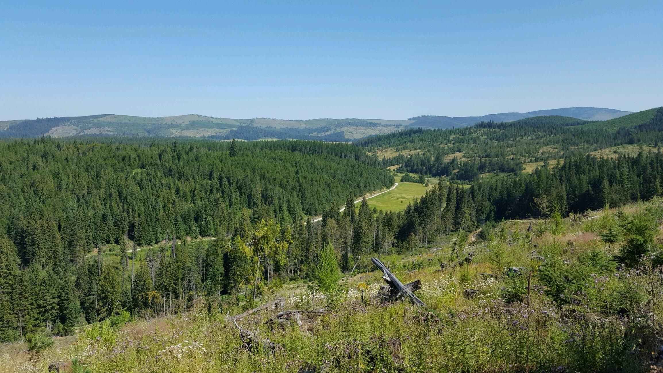 Saint Maries, Benewah County, ID Timberland Property, Hunting Property ...