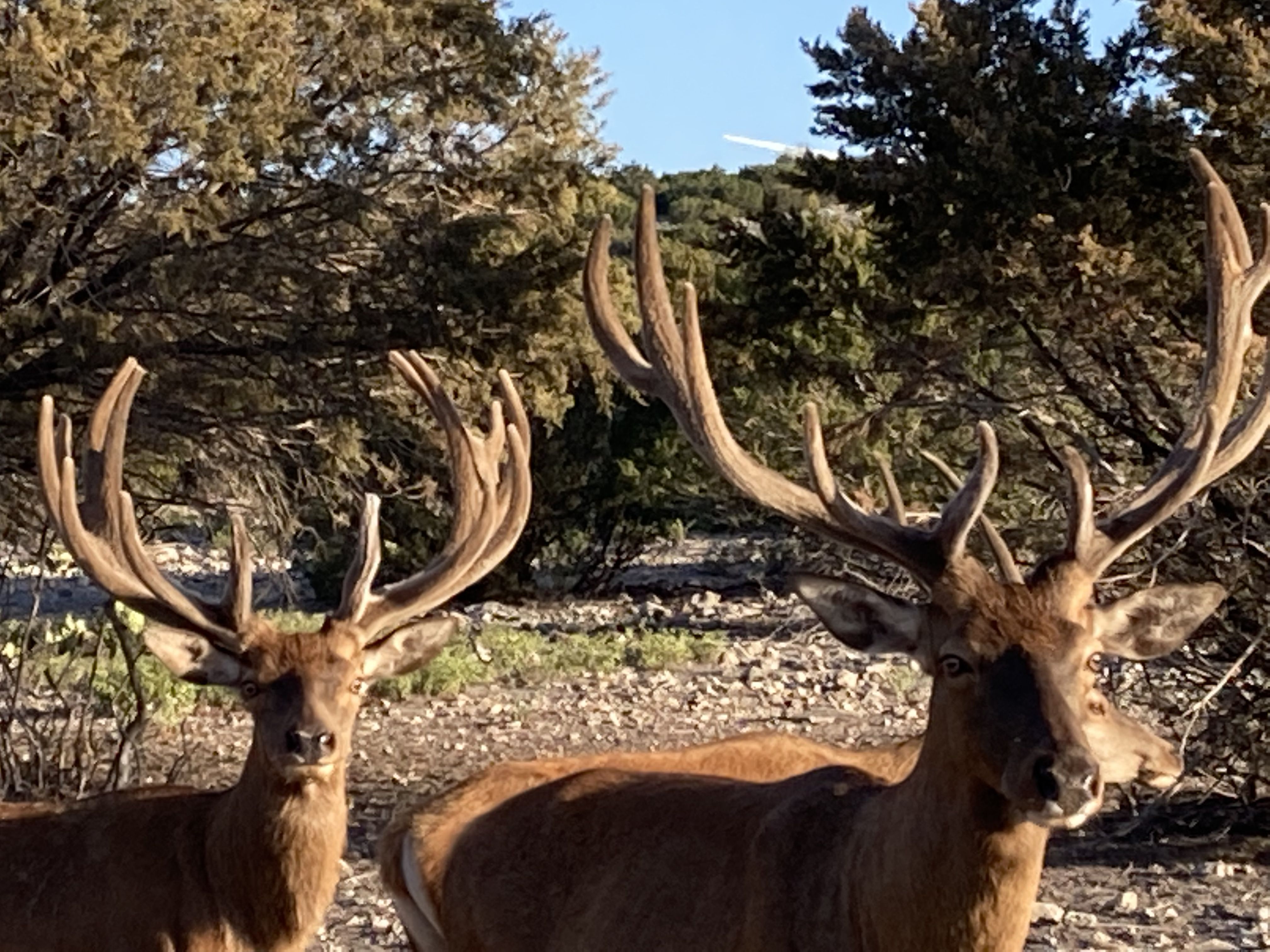 515 acres in Del Rio, TX, 78840 | LandWatch