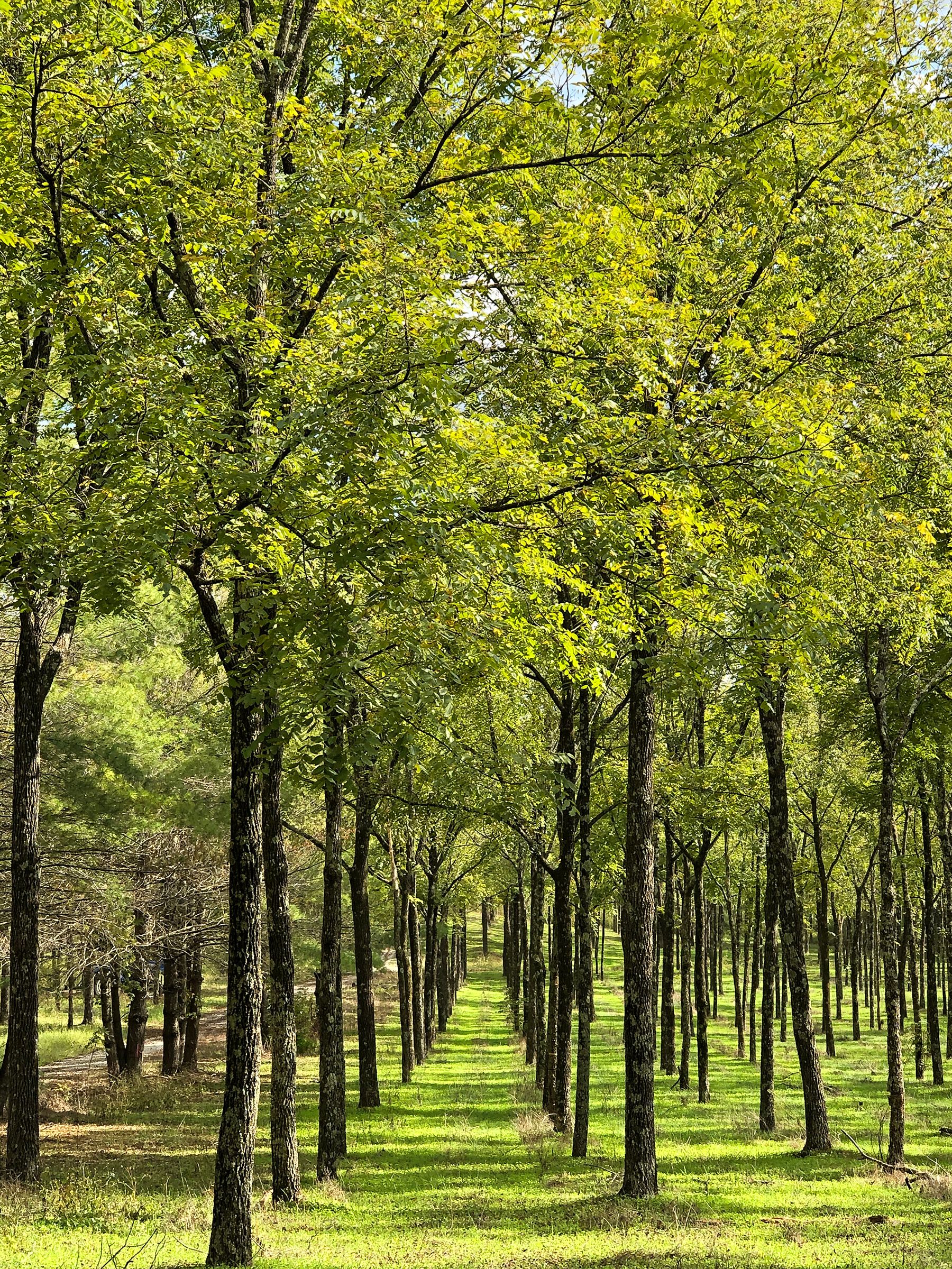 Summersville, Green County, KY Undeveloped Land for sale Property ID ...